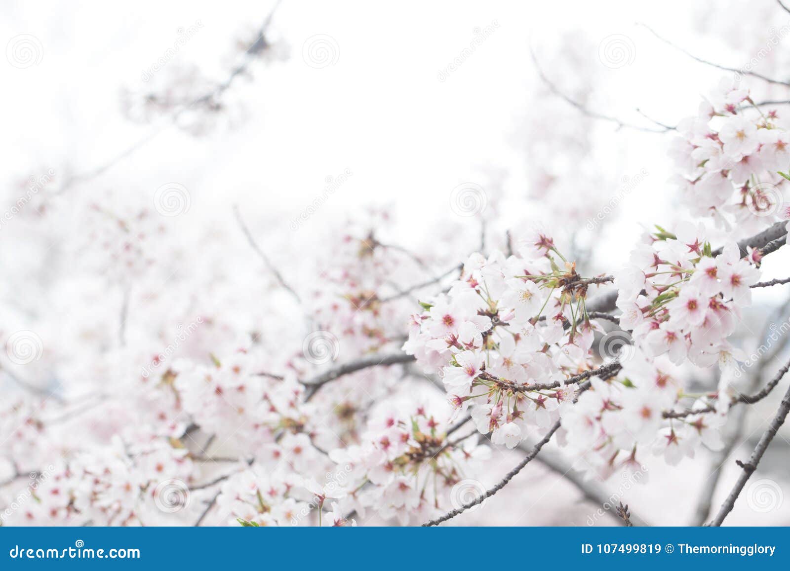 Sakura Cherry Blossom Close Up on Tree Branch Stock Image - Image of ...