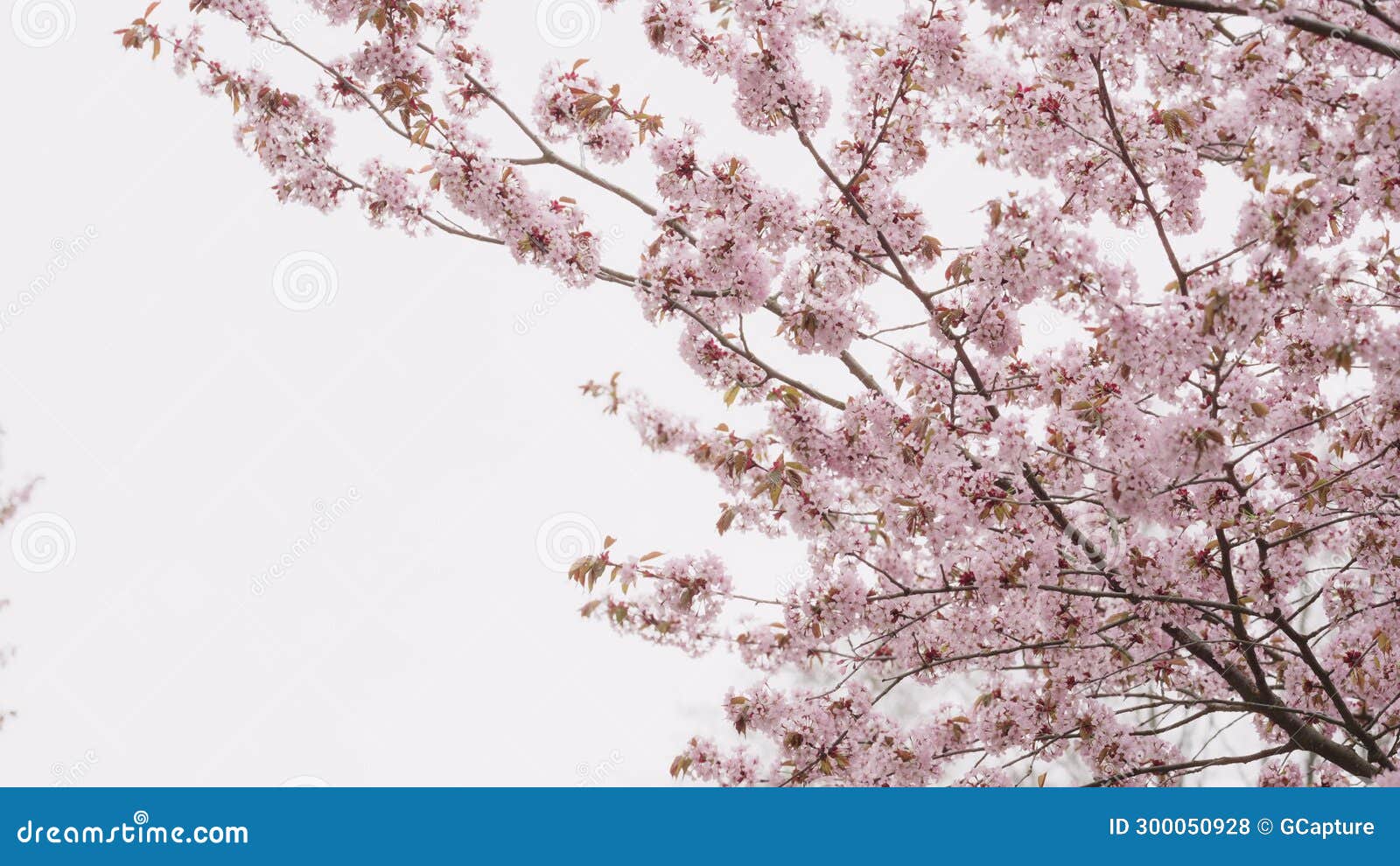 Sakura Cherry Blossom in Spring on a Cloudy Day Stock Footage - Video ...