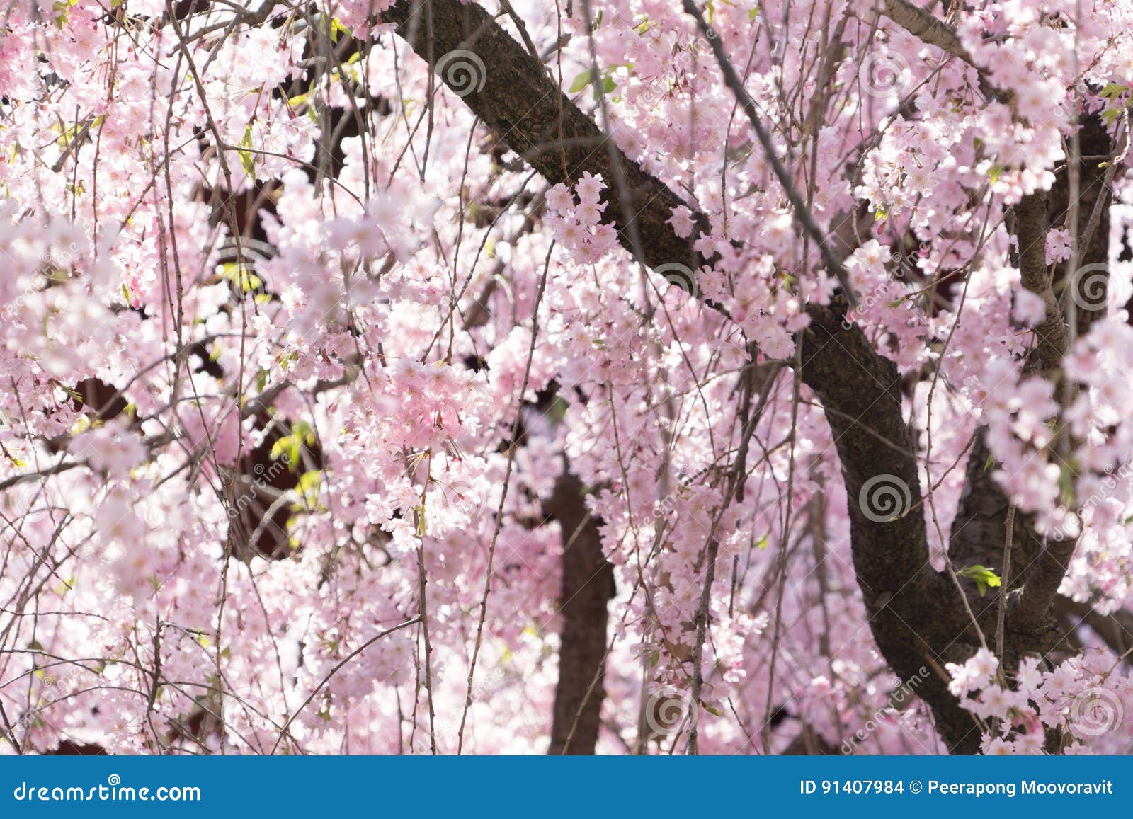 Sakura Cherry Blossom Tree Japan Branch Colorful Stock Photo - Image of ...