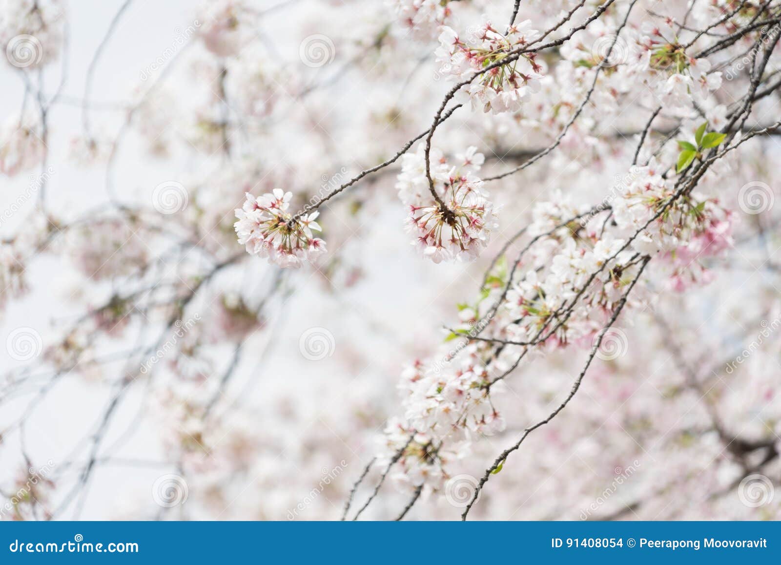 Sakura Cherry Blossom Tree Japan Branch Colorful Stock Photo - Image of ...