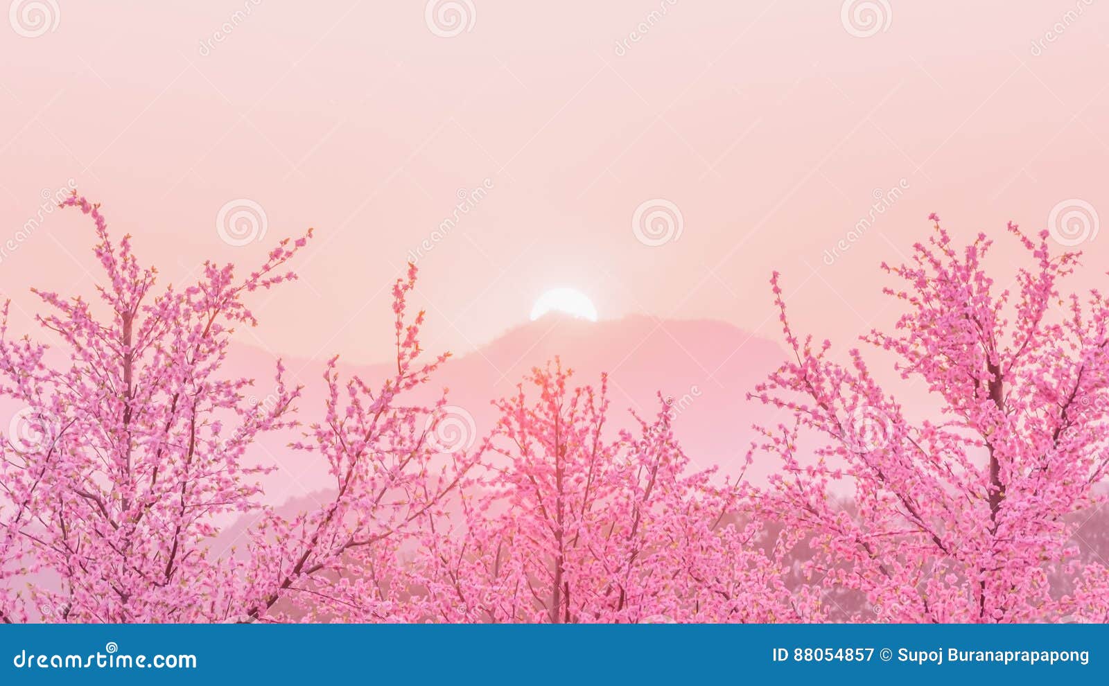 Sakura Cherry Blossom Tree before Sunset Behiind the Mountain , Stock ...