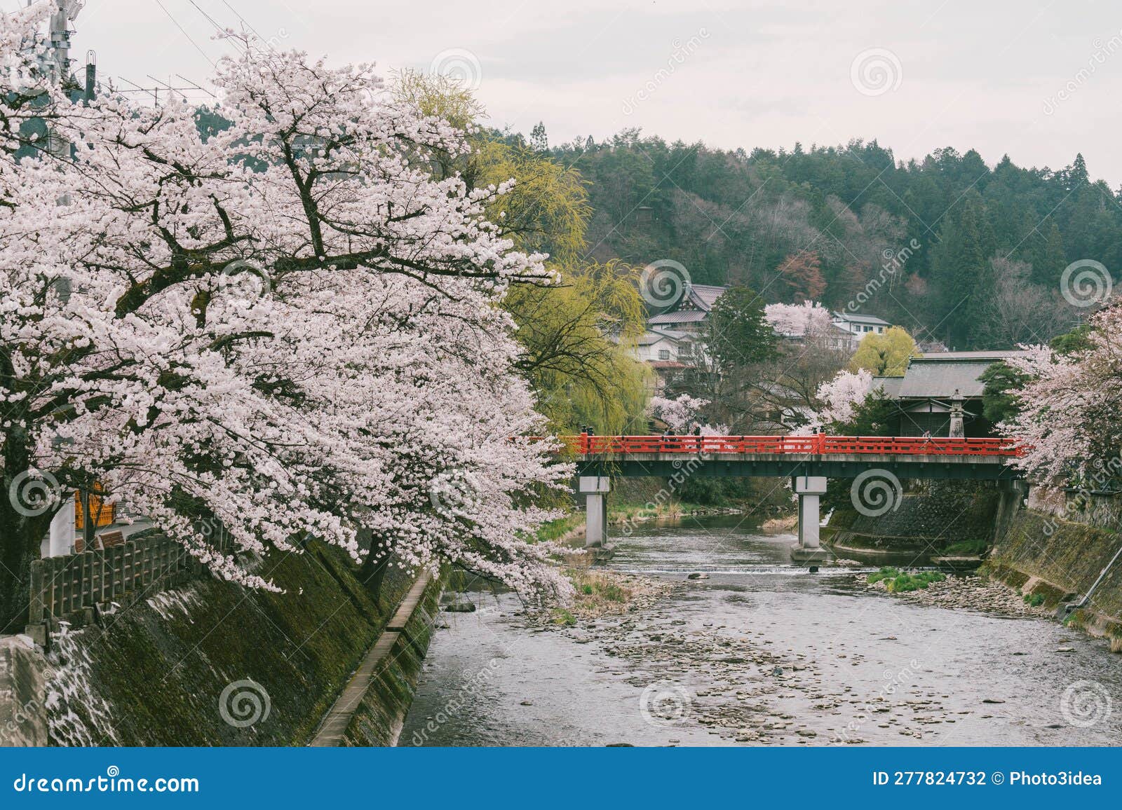 Sakura Cherry Blossom Trees Along Both Side of Miyagawa River in Spring ...