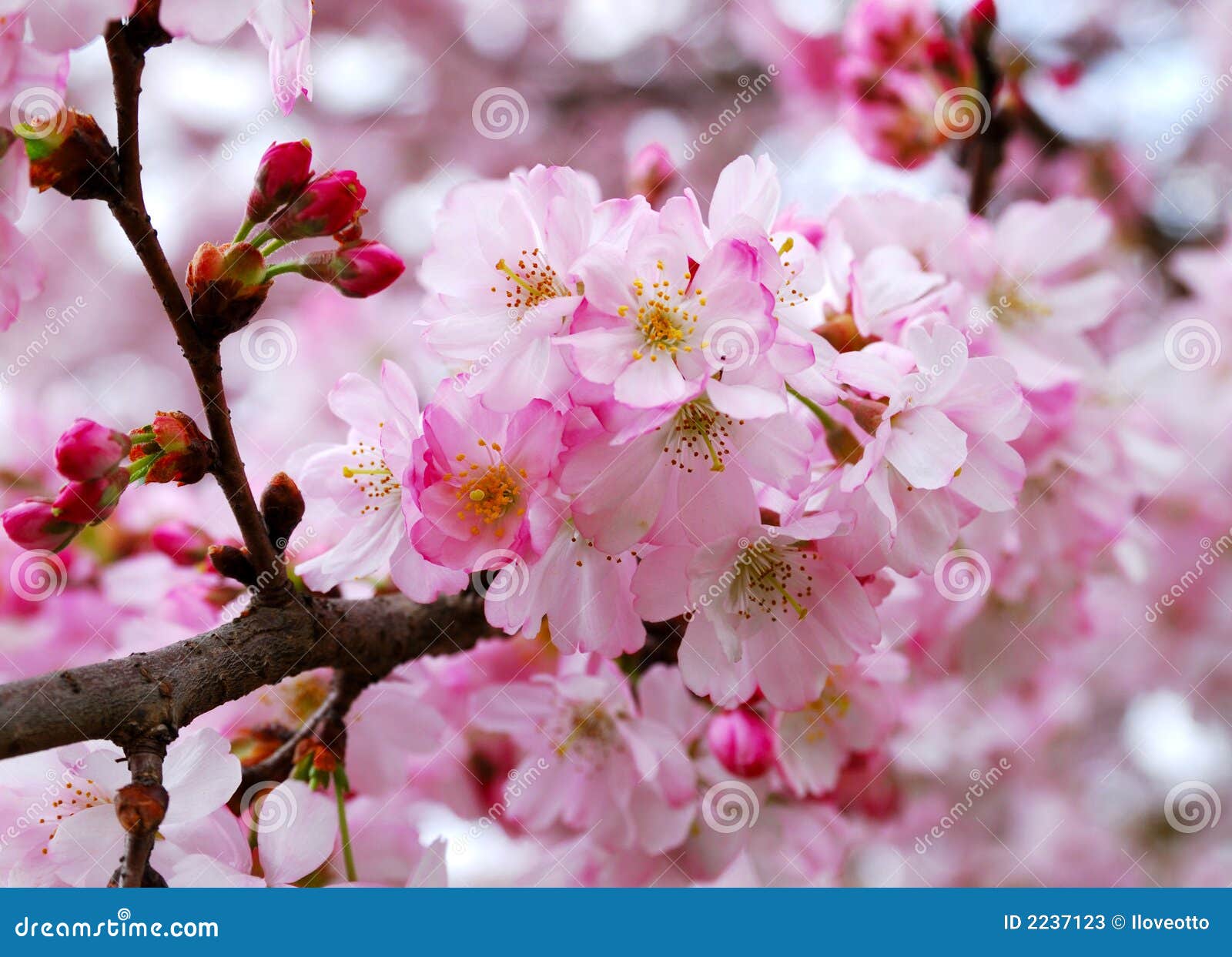 Sakura (cherry blossoms) stock image. Image of cherry - 2237123