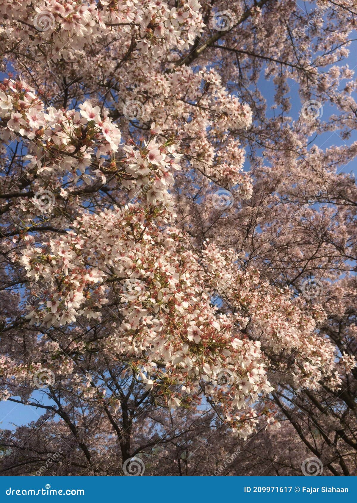 Sakura Cherry Blossoms in the Netherlands Stock Image - Image of ...