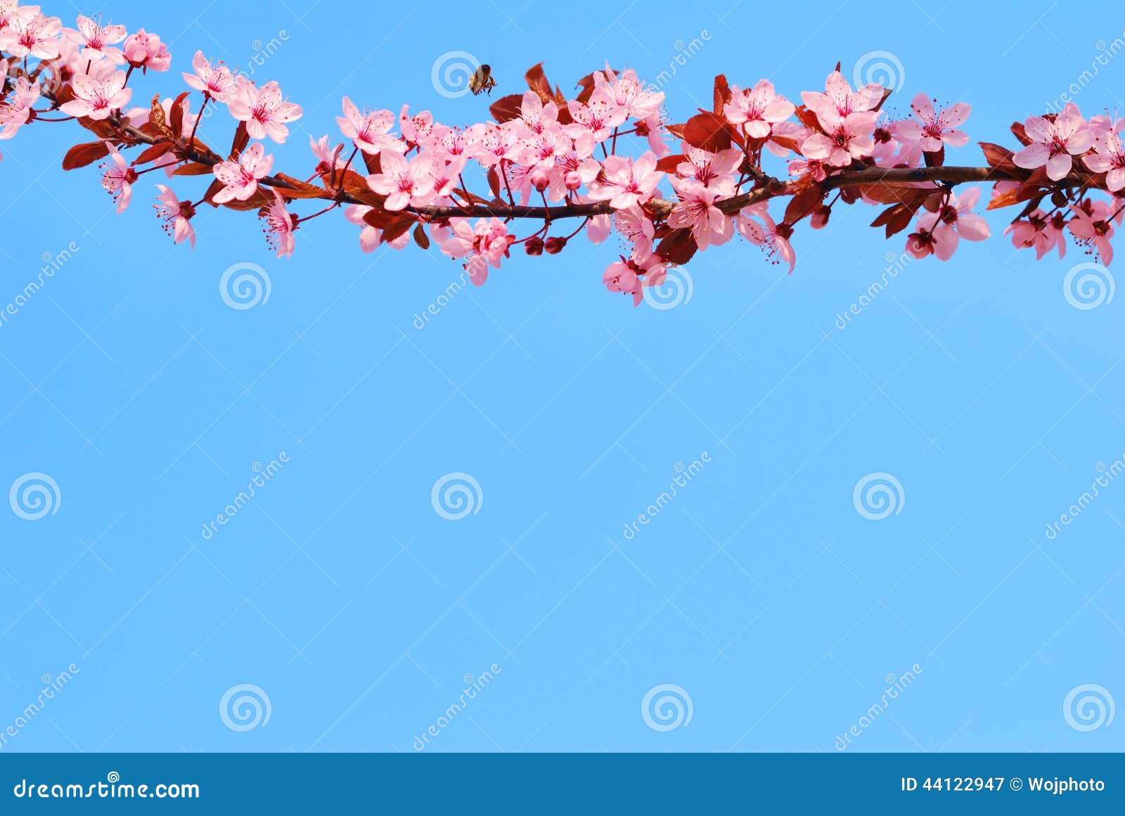 Sakura Cherry Blossom Petals Over Ground Next To Tree Roots At Maizuru ...