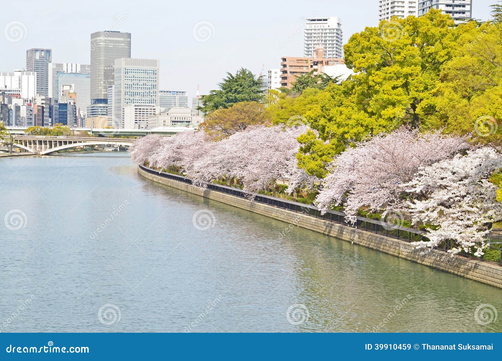Sakura in the City editorial stock image. Image of tokyo - 39910459