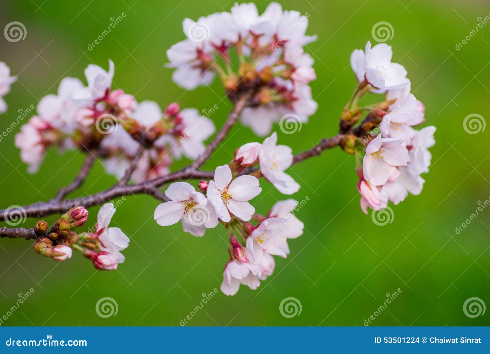 SAKURA stock photo. Image of bloom, blue, brown, botany - 53501224