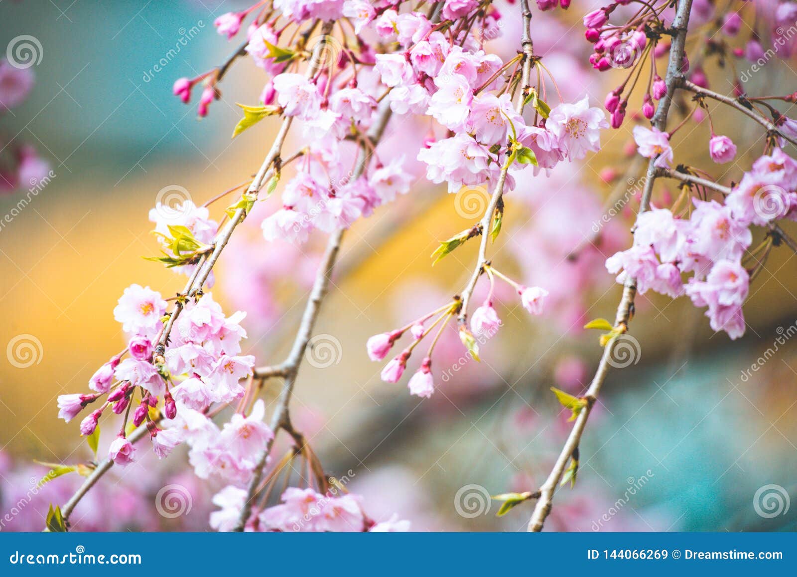 Sakura in colors stock image. Image of plant, fresh - 144066269