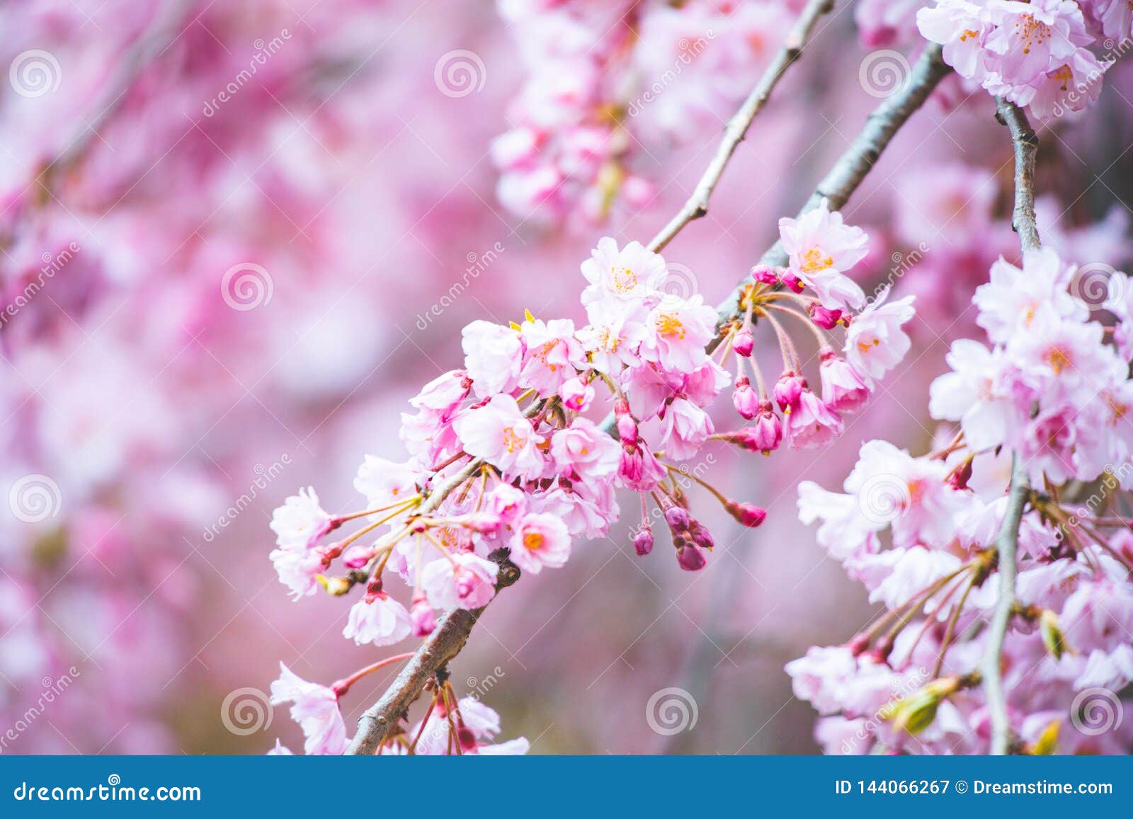 Sakura in colors stock image. Image of season, blossom - 144066267