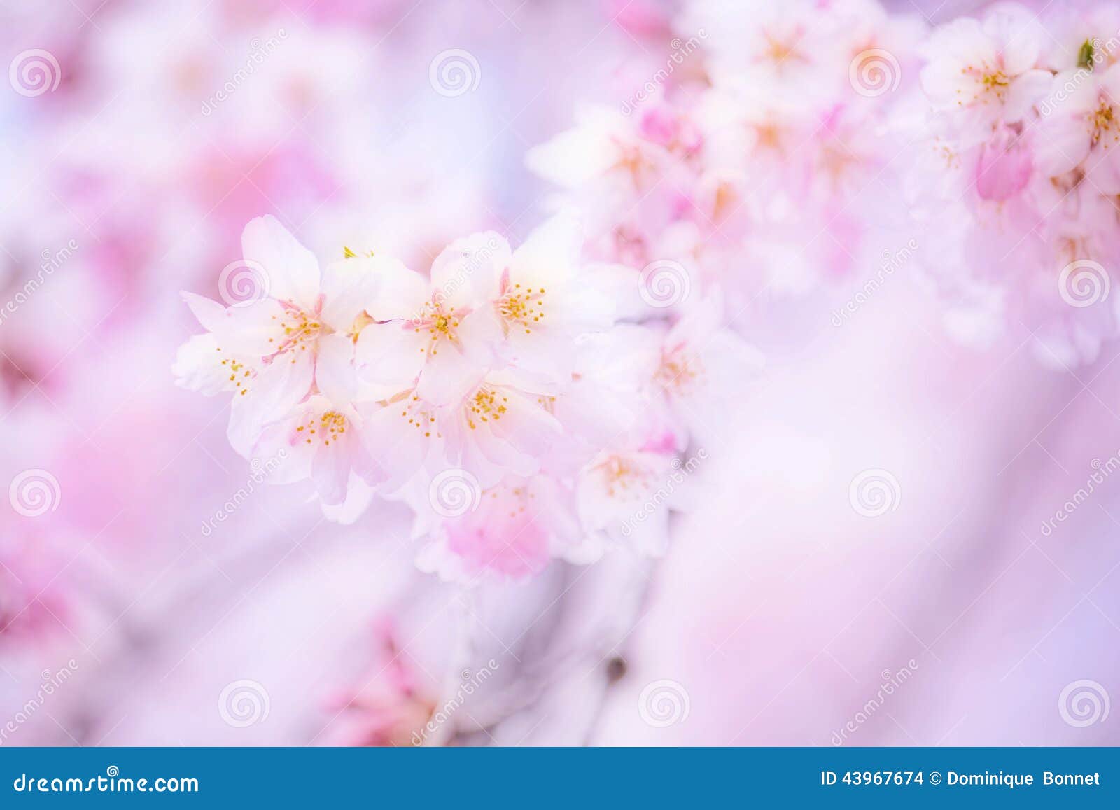 Sakura 2014 with Dreamy Effect Stock Photo - Image of saitama, effect ...