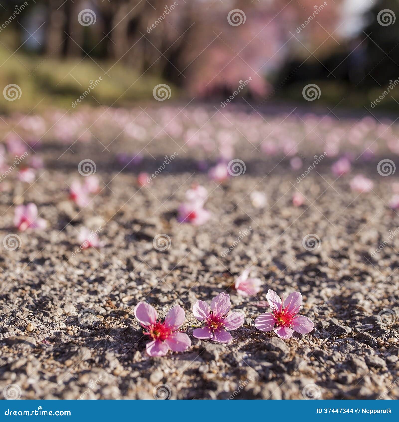 Sakura stock photo. Image of bokeh, chiang, green, grass - 37447344