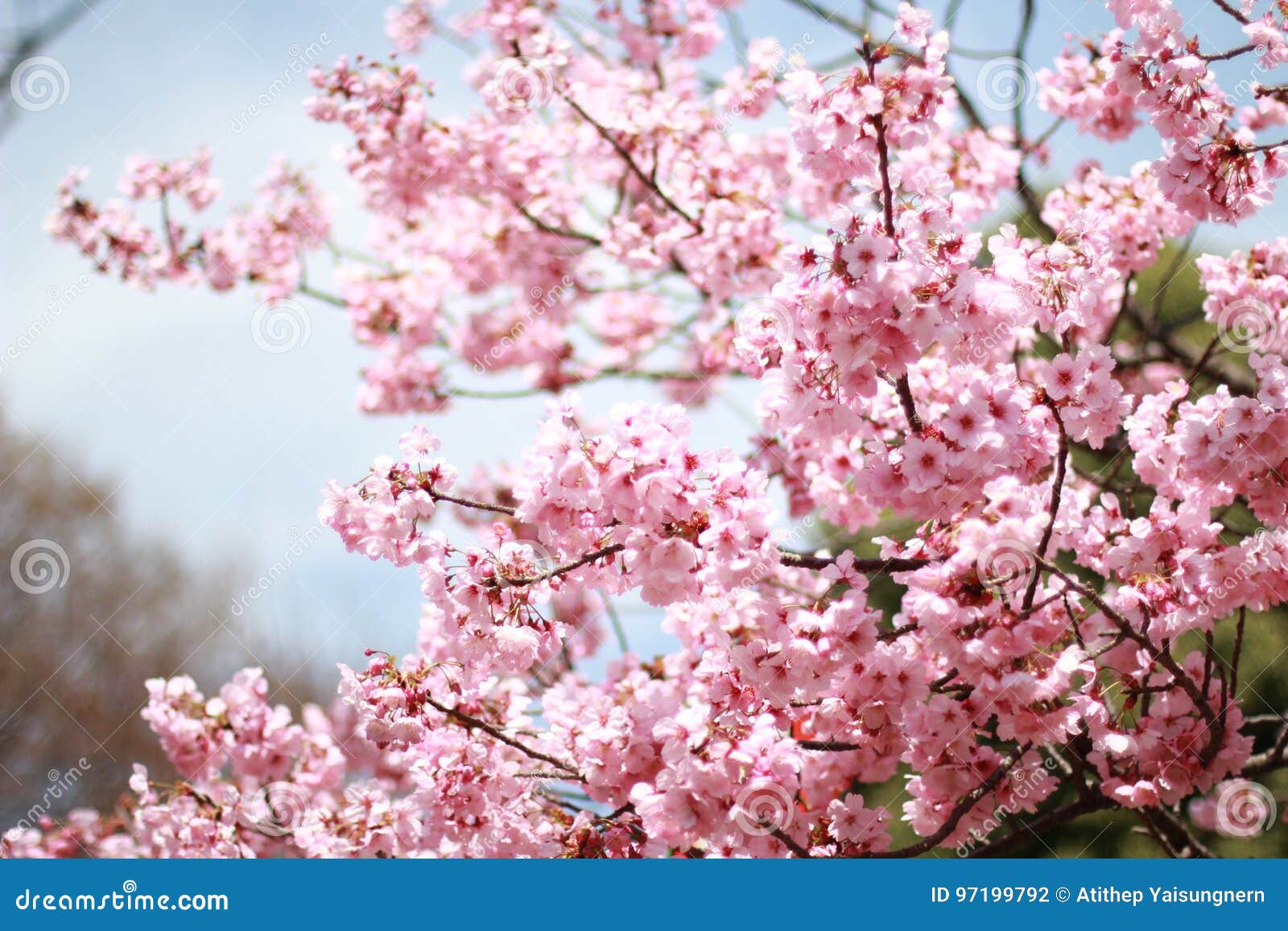 Florwes Stock Photos - Free & Royalty-Free Stock Photos from Dreamstime