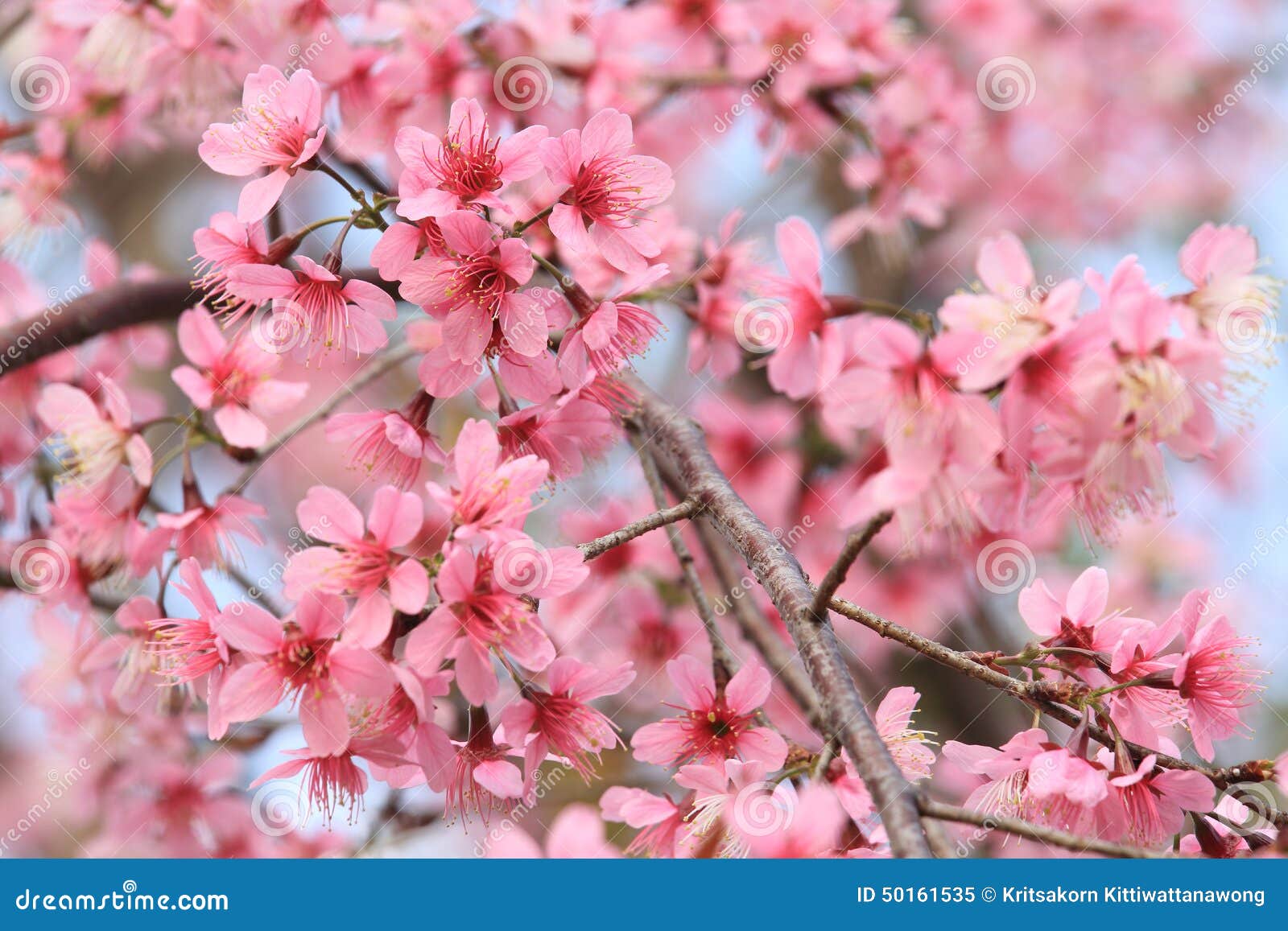 Sakura Flower imagen de archivo. Imagen de washington - 50161535