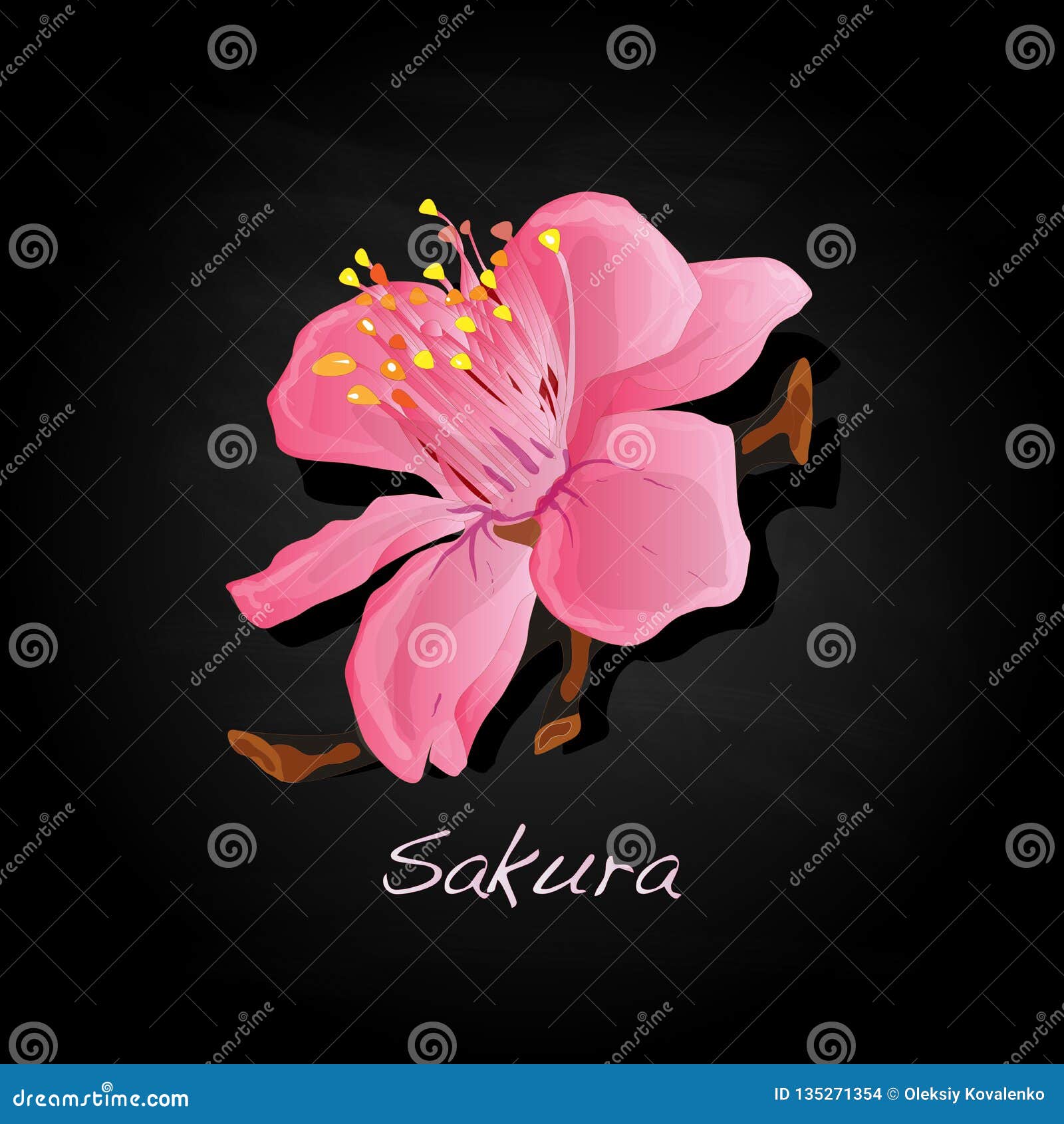 Sakura Flower Cherry Blossom Isolated Stock Vector - Illustration of ...
