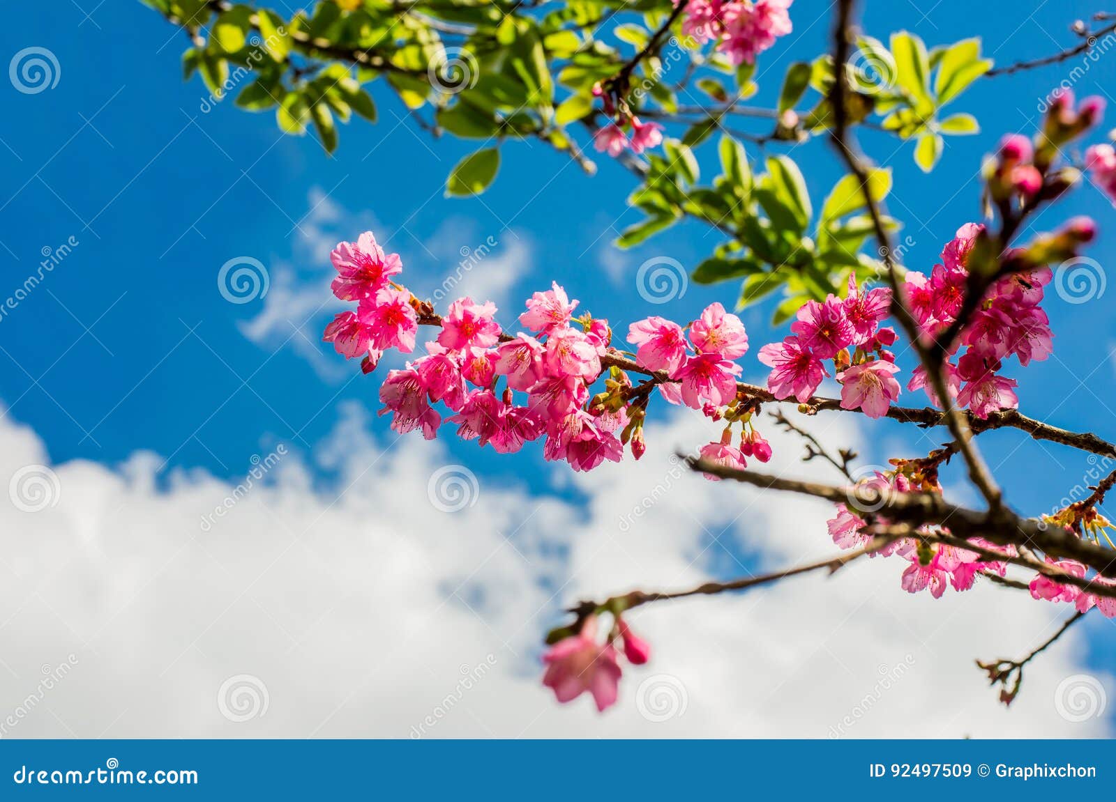 Sakura Flower and Cherry Bossom Stock Image - Image of cherry, sweet ...