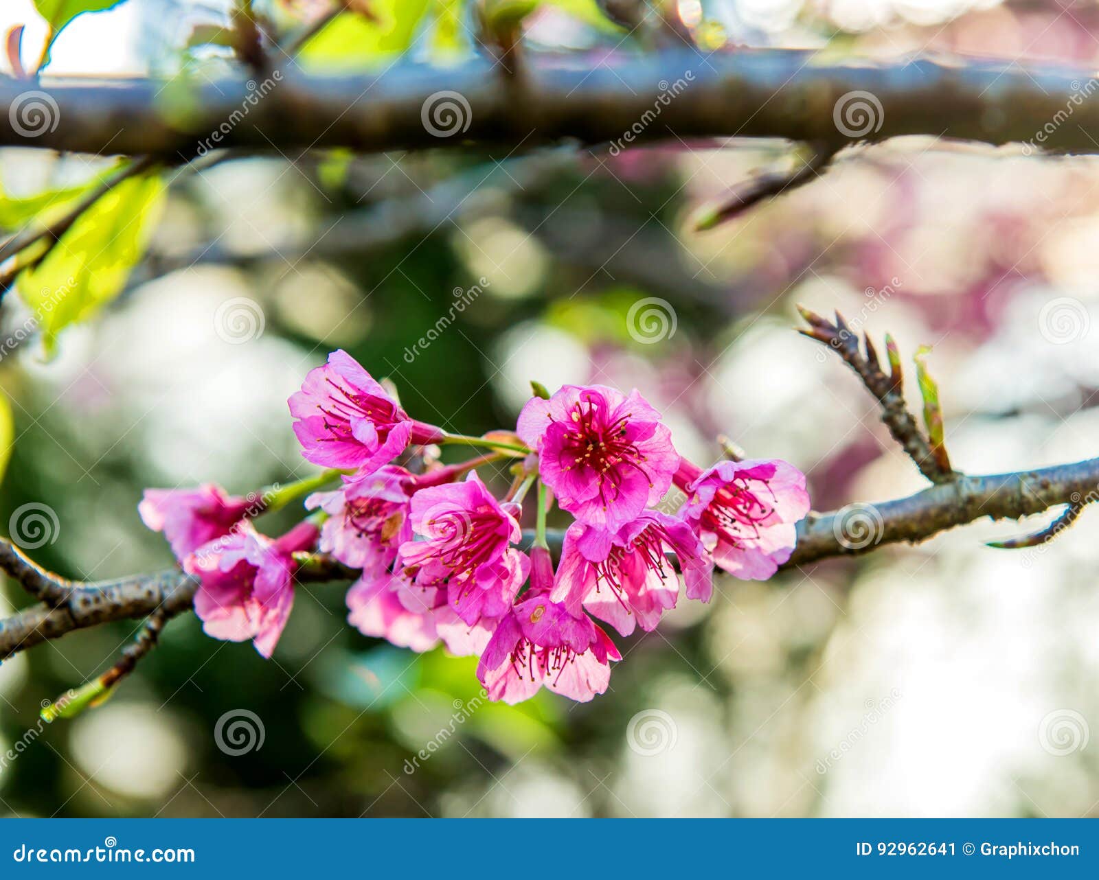 Sakura Flower and Cherry Bossom in the Garden Stock Image - Image of ...