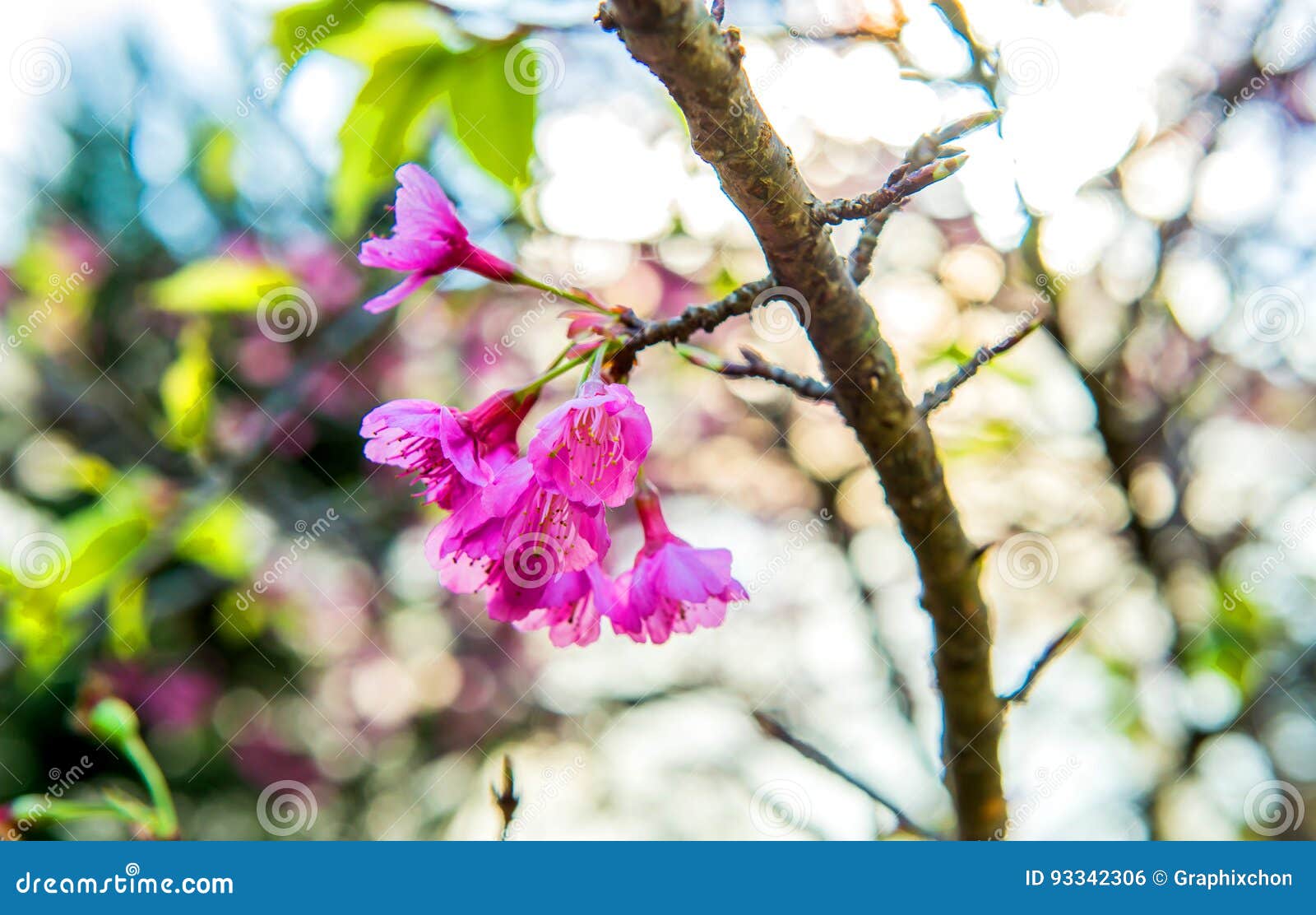Sakura Flower and Cherry Bossom in the Garden Stock Photo - Image of ...