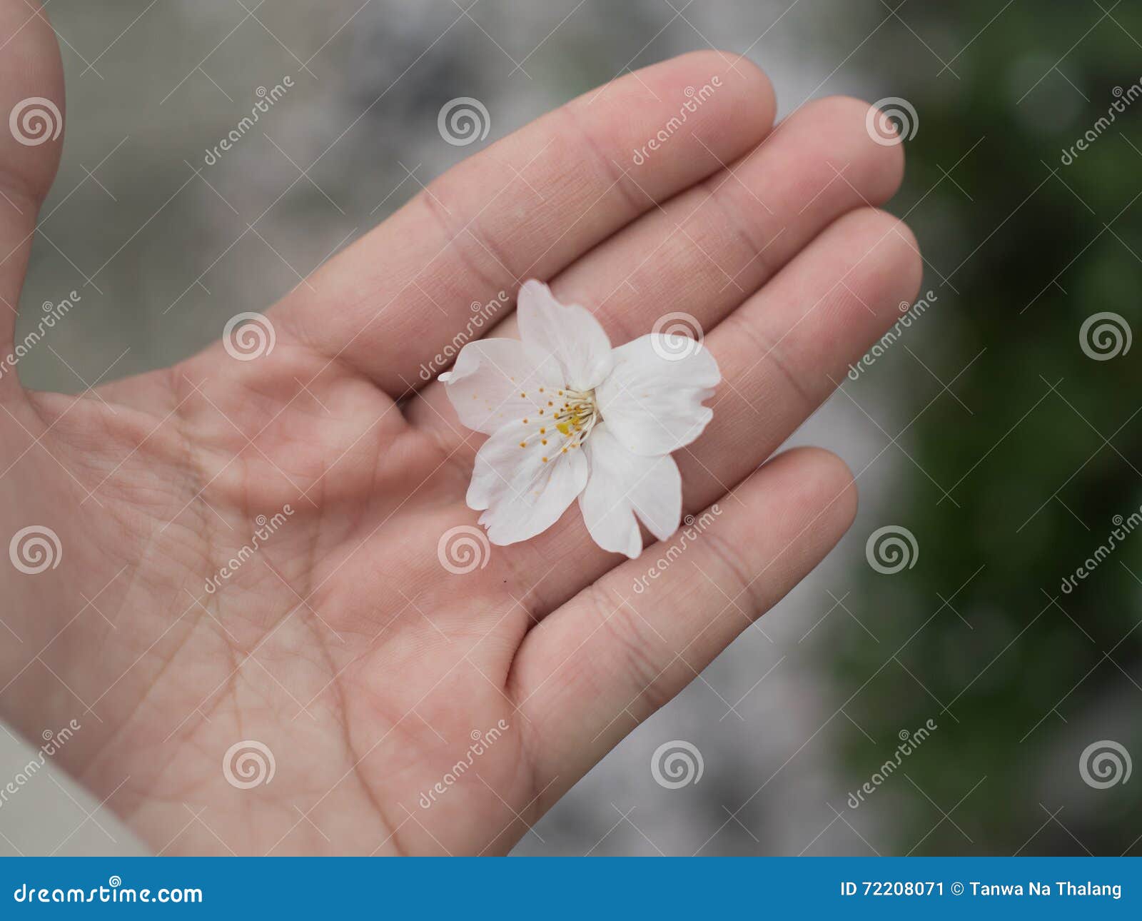 Sakura Flower in Female Hand Stock Image - Image of female, japanese ...