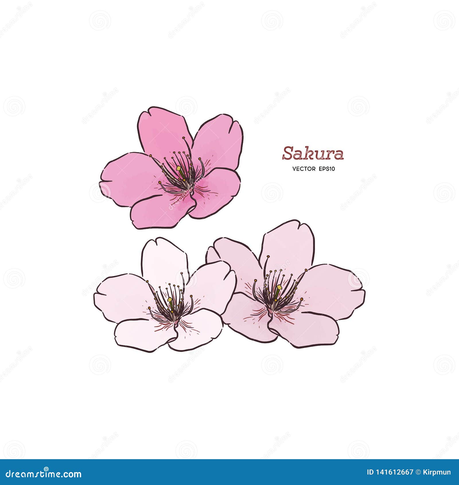 Sakura Flower, Hand Draw Sketch Vector Stock Vector - Illustration of ...