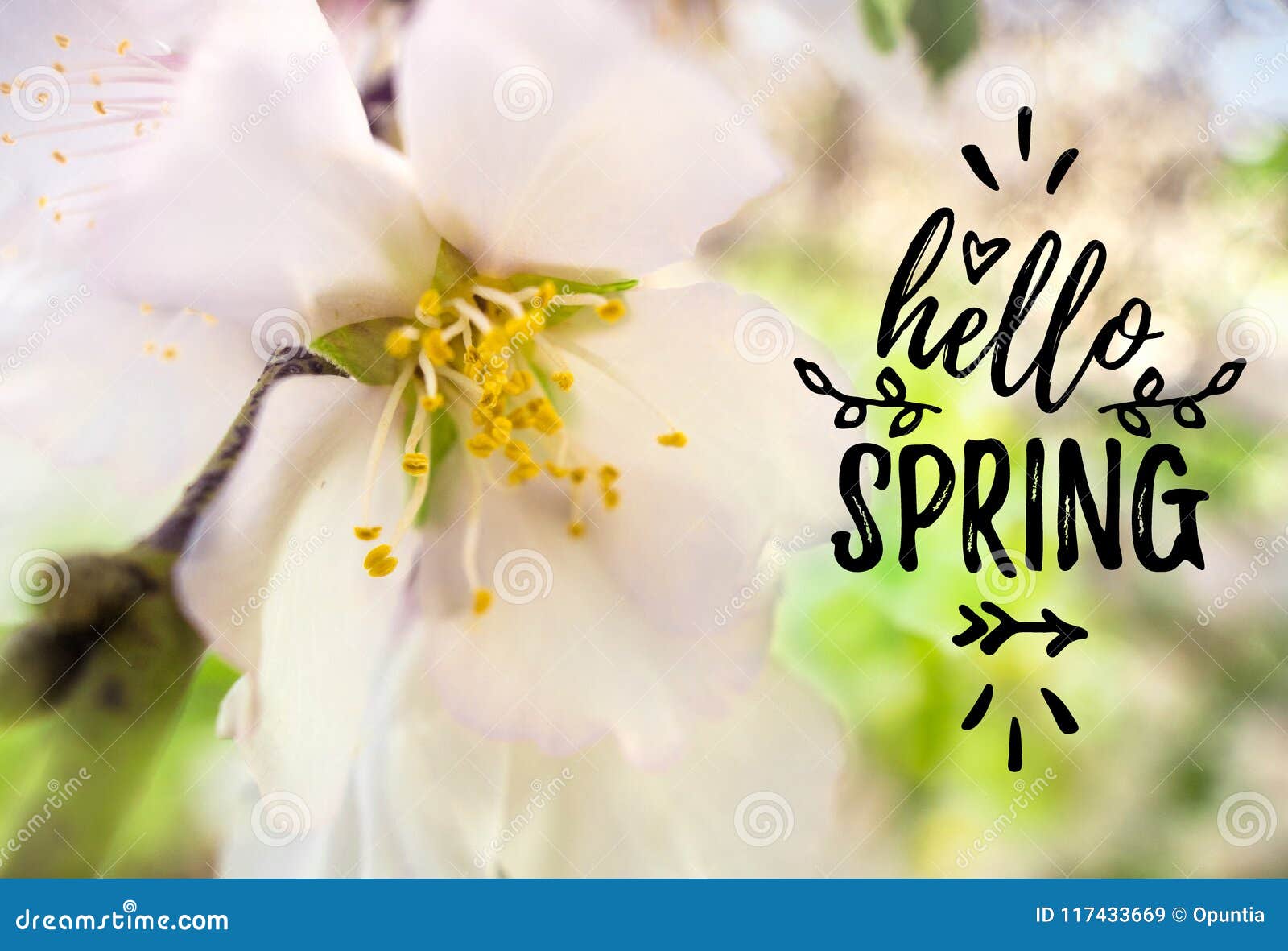 Hello Spring card stock image. Image of focus, nature - 117433669