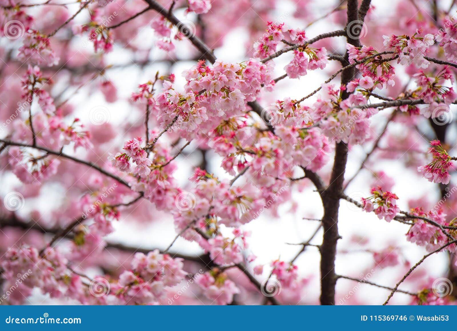 Sakura Flower on Japan Spring. Stock Photo - Image of cherry, japanese ...