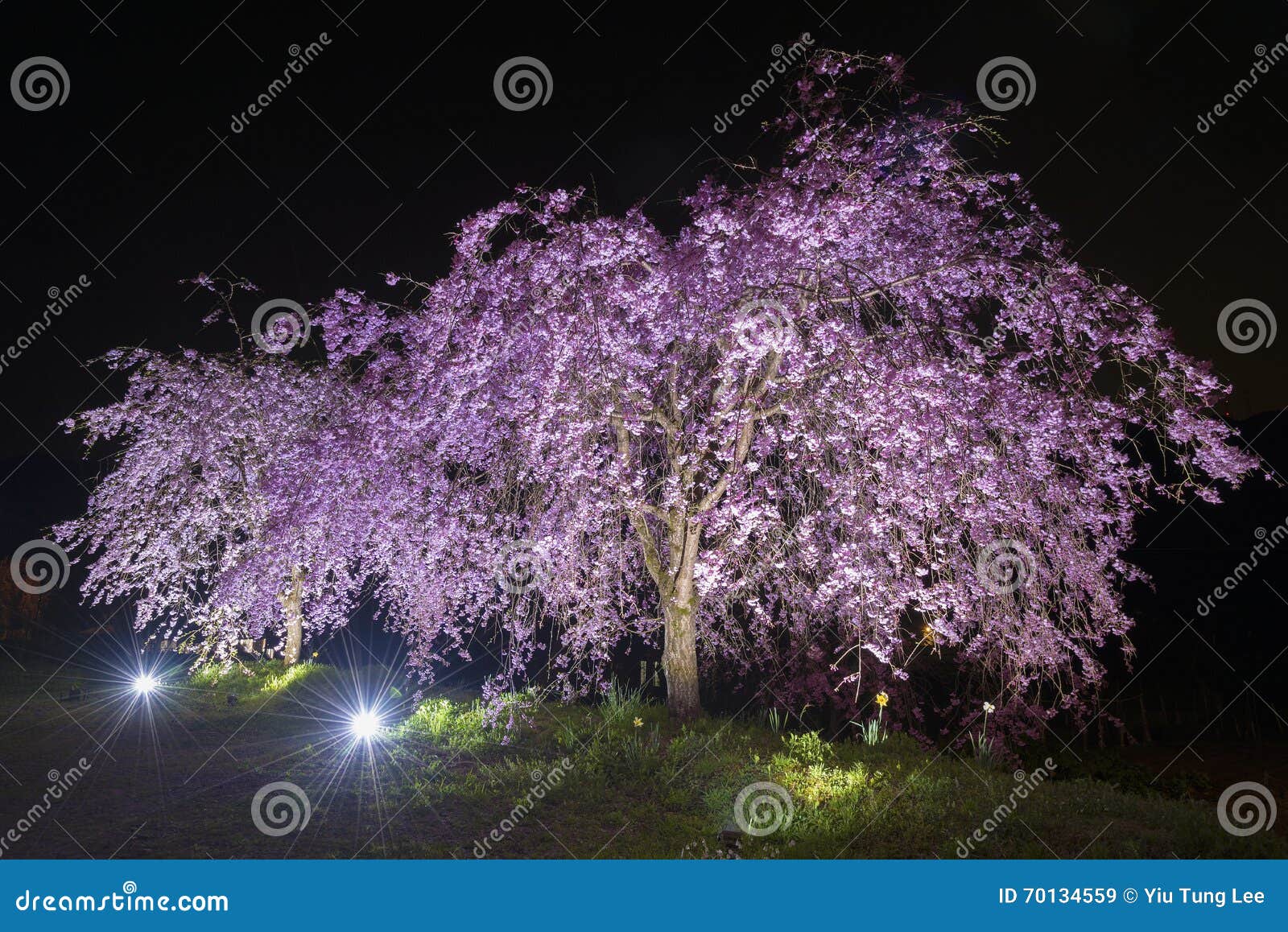 Sakura flower at night. stock image. Image of kyoto, oriental - 70134559
