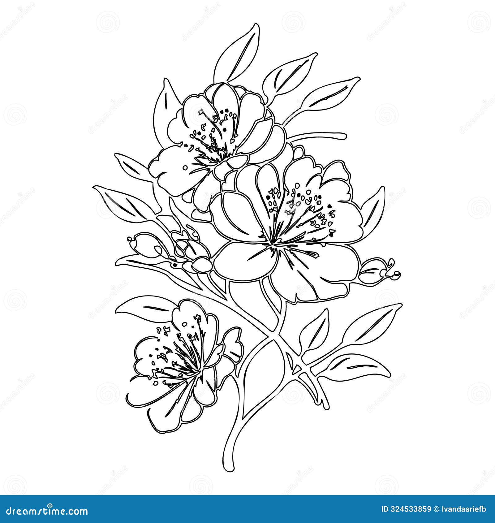 Sakura Flower Outline Illustration Sketch Stock Vector - Illustration ...