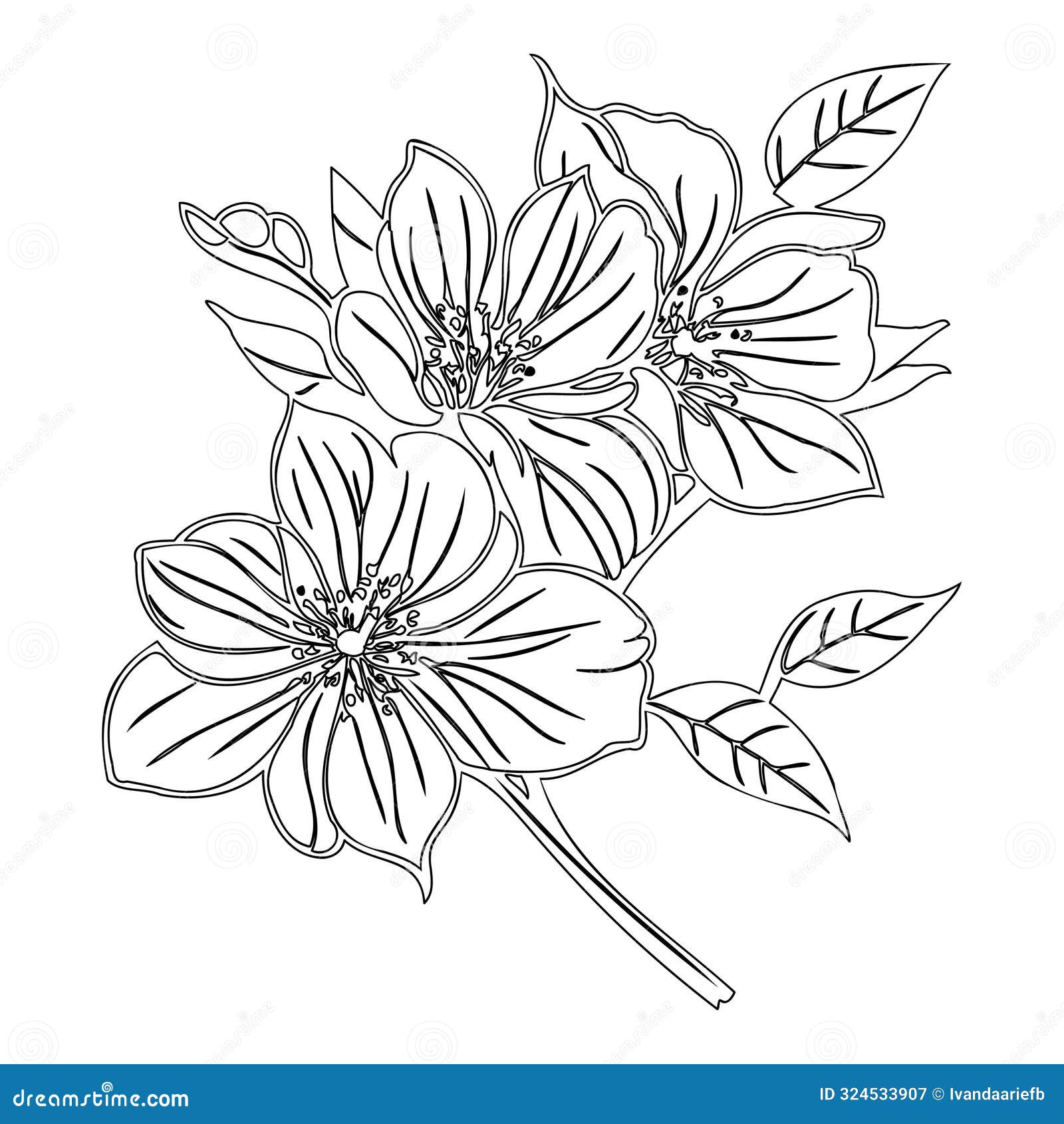 Sakura Flower Outline Illustration Sketch Stock Vector - Illustration ...