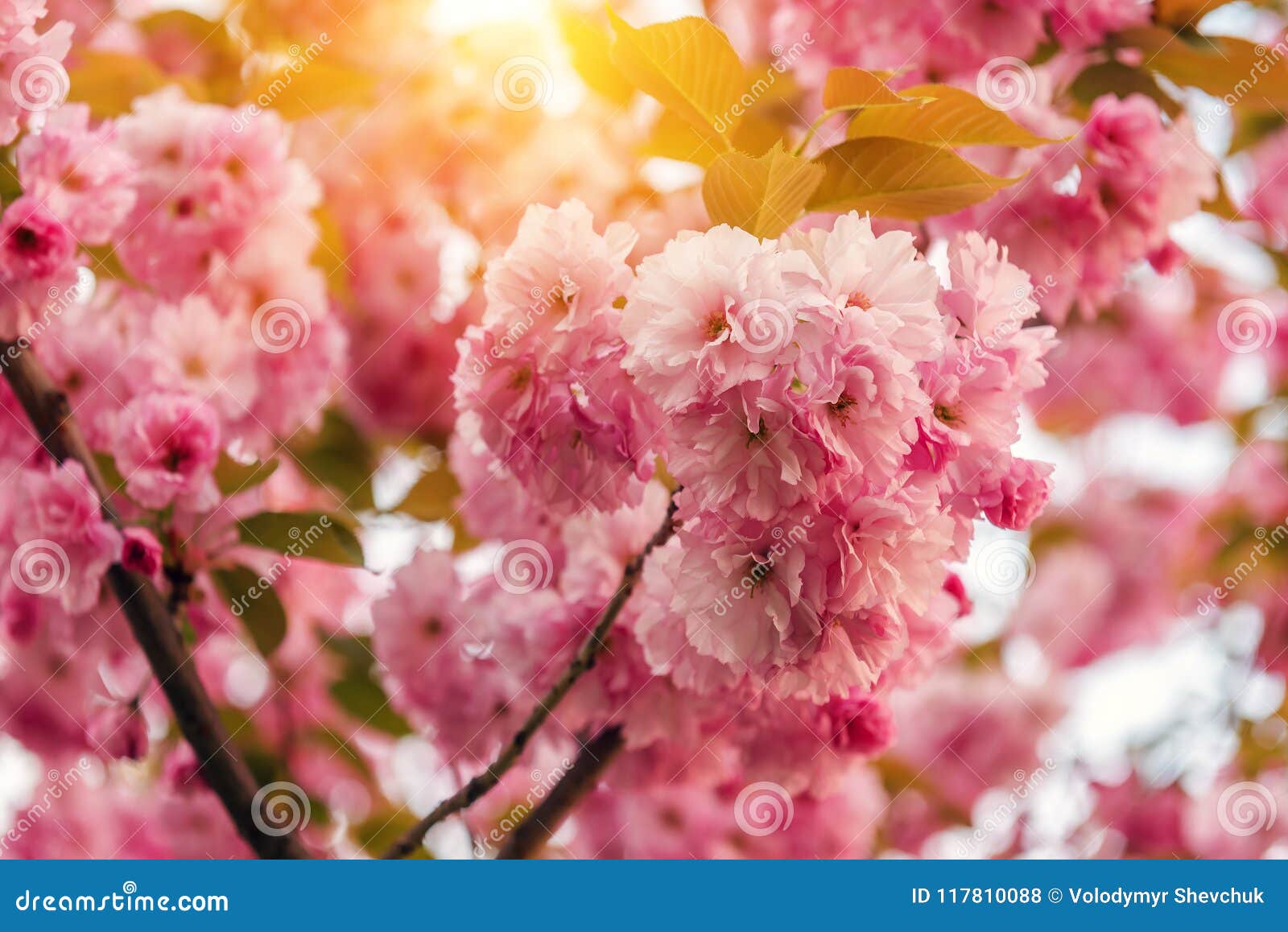 Sakura flower texture stock photo. Image of color, colored - 117810088