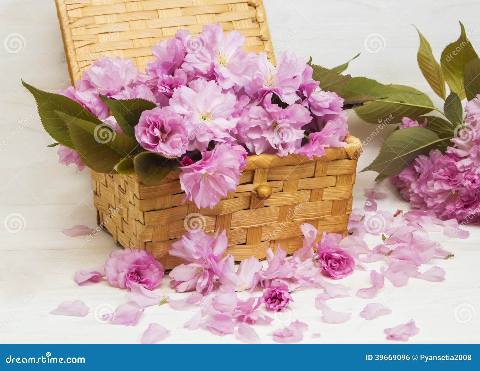 Sakura flowers in a basket stock photo. Image of path - 39669096