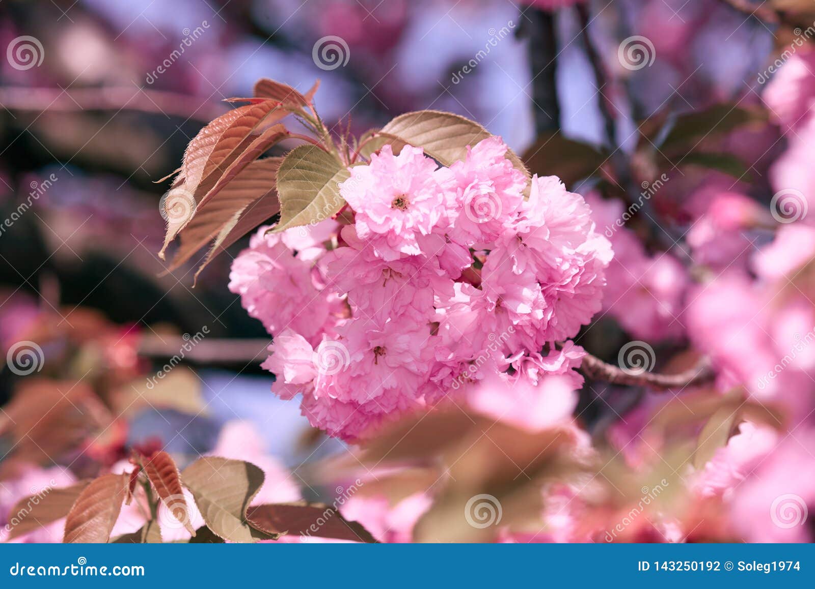 Sakura Flowers, Bright Beautiful Landscape, Spring Season Stock Photo ...