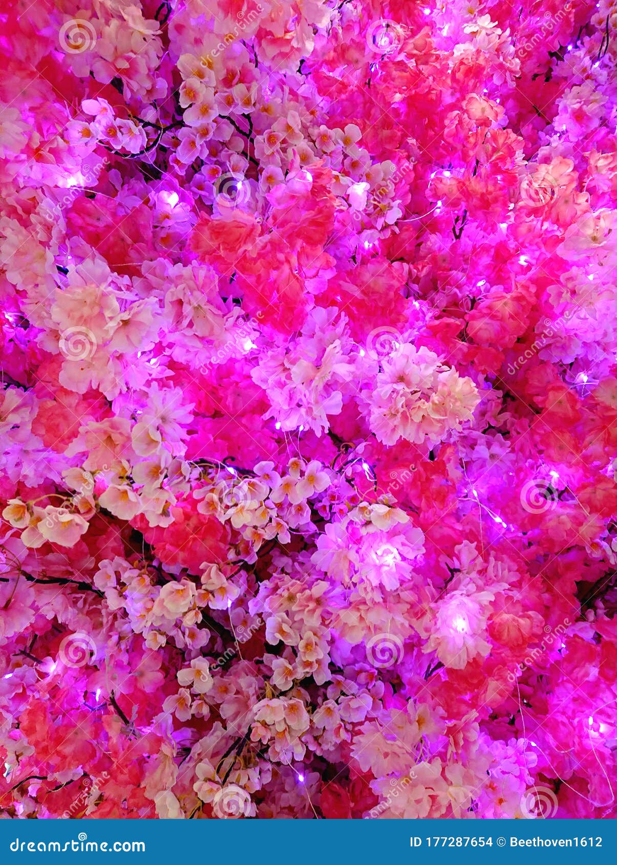 Sakura Flowers and LED Lights Background Stock Photo - Image of ...
