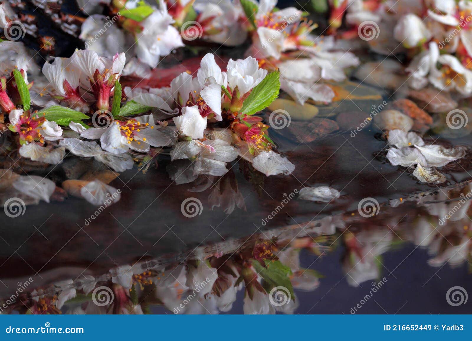 Sakura Flowers Near the Water Close-up, the Reflection of Flowers in ...
