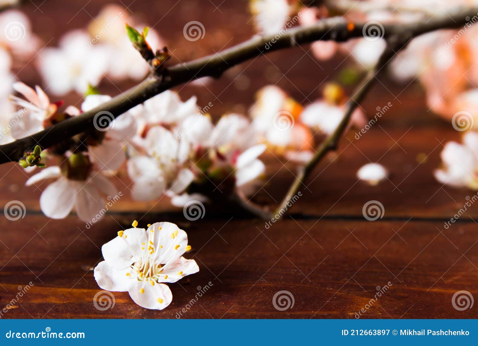 Sakura Flowers in the Red Rays of the Rising Sun Stock Image - Image of ...