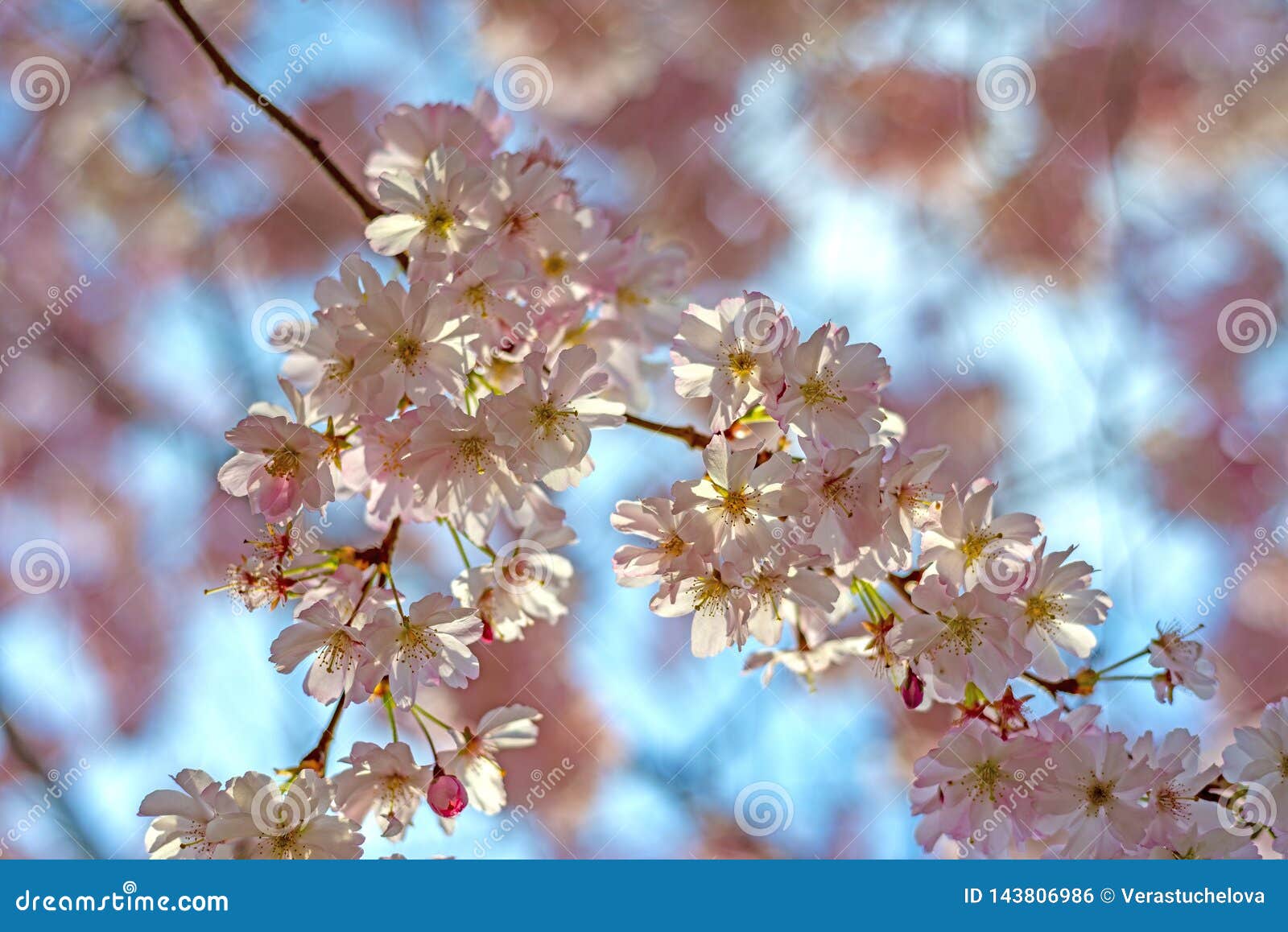 Sakura Flowers on Sakura Tree Stock Photo - Image of botany, beauty ...