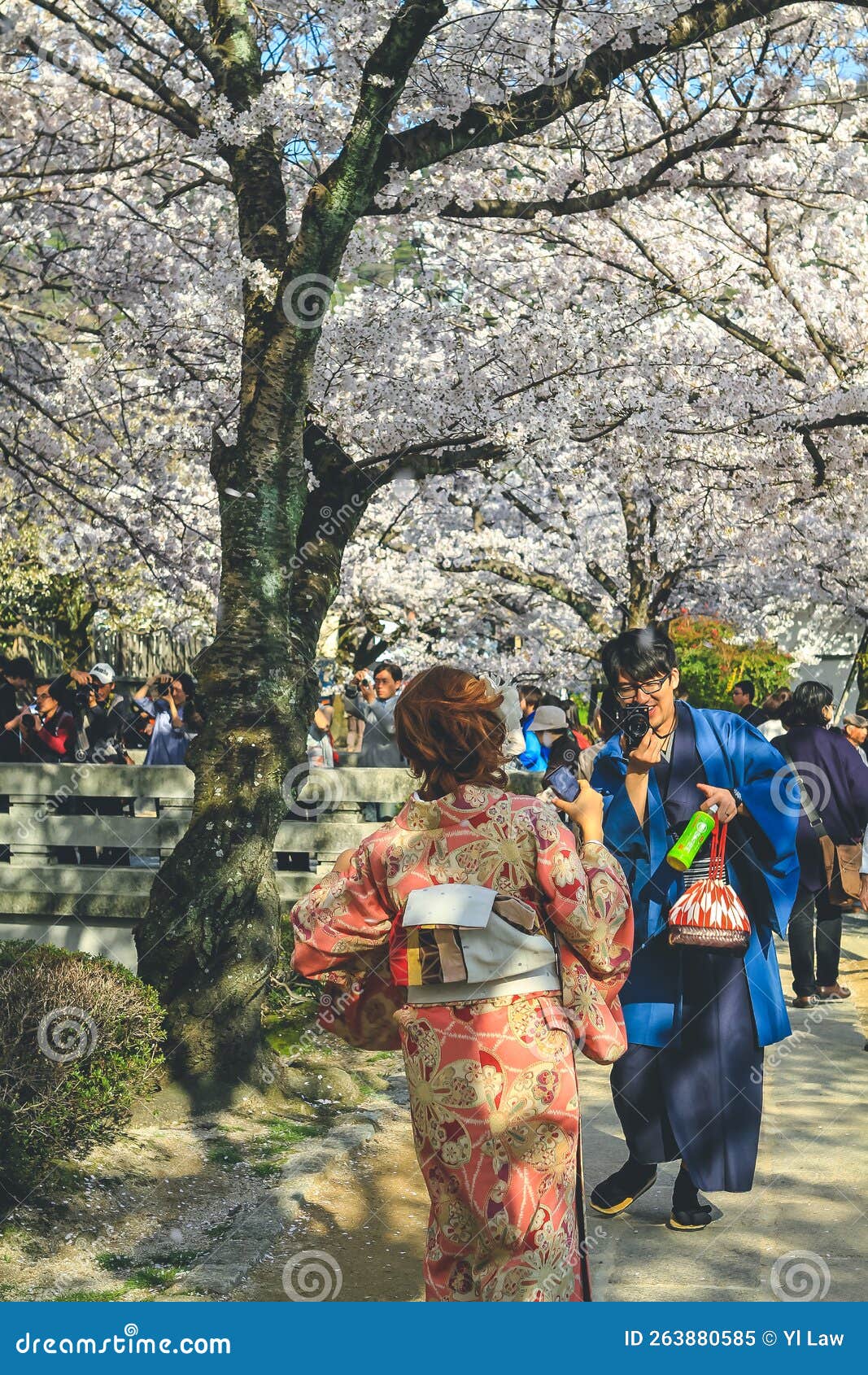 A Sakura Flowers in Spring in Famous Philosophers Walk 12 April 2012 ...