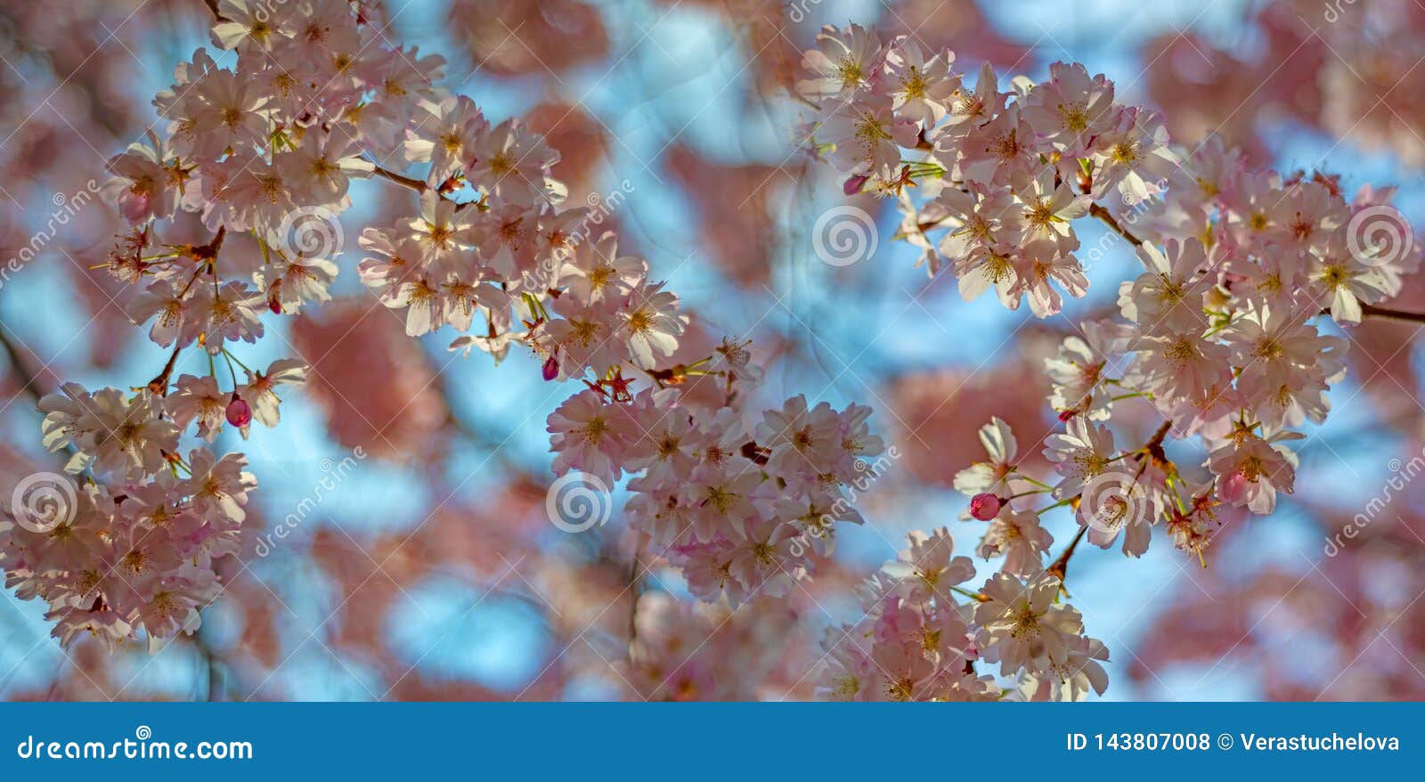 Sakura Flowers on Sakura Tree Stock Photo - Image of growth, detail ...