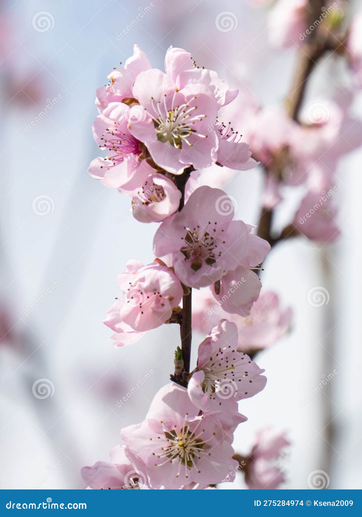 Sakura Flowers on a Tree on a Sunny Day Stock Photo - Image of blooming ...