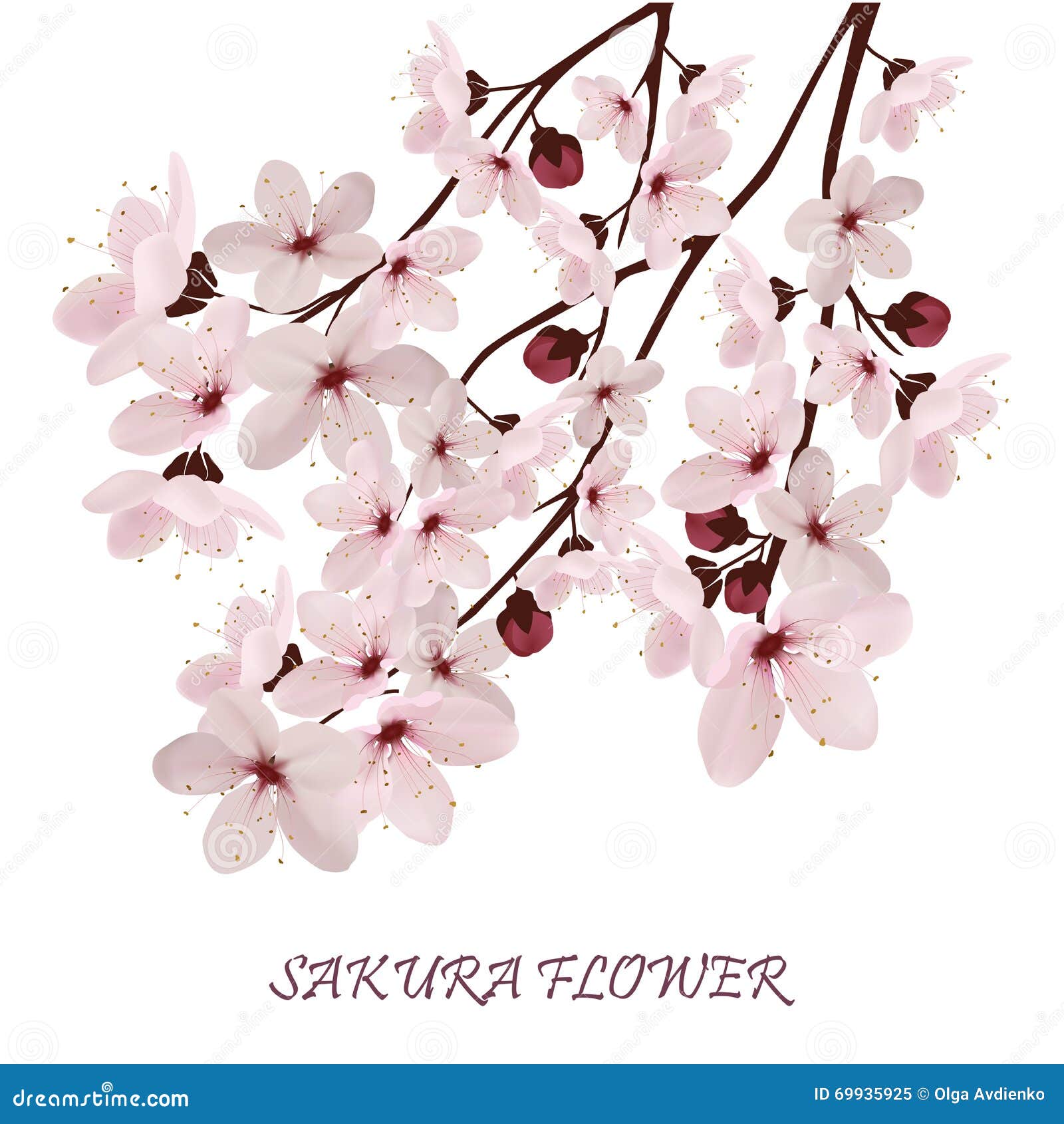 Sakura flowers stock vector. Illustration of floral, element - 69935925