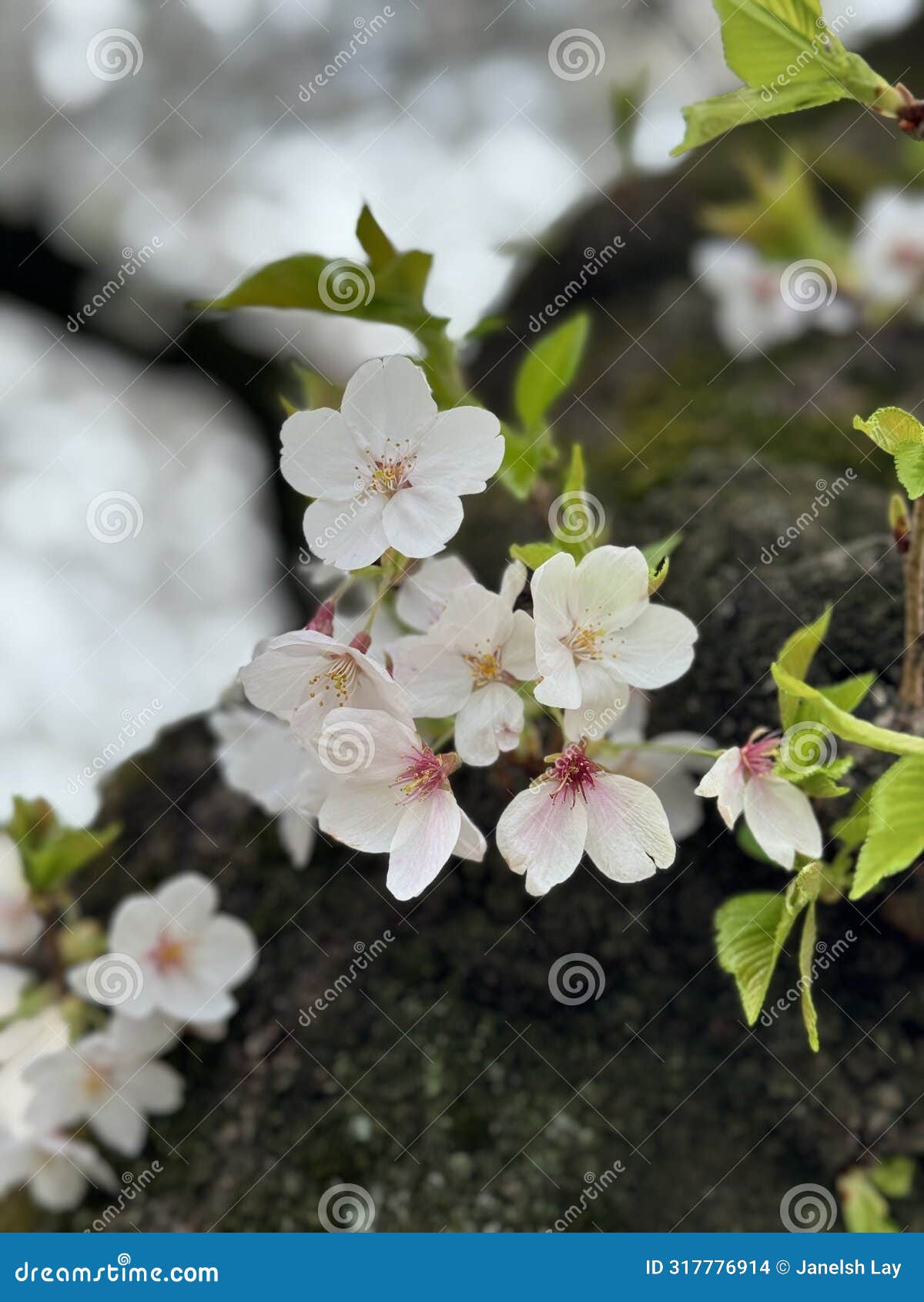 Sakura Forest in Nagoya stock photo. Image of petal - 317776914