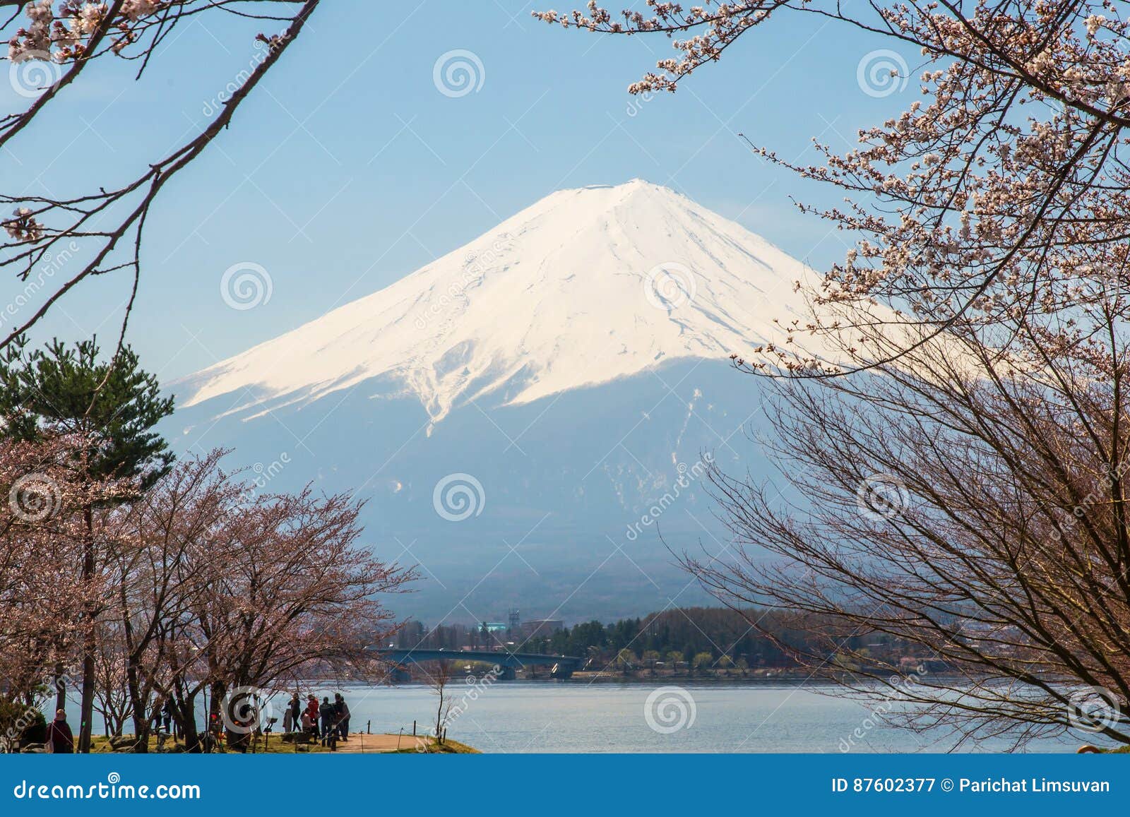 Sakura & Fuji imagem de stock. Imagem de céu, mola, fuji - 87602377