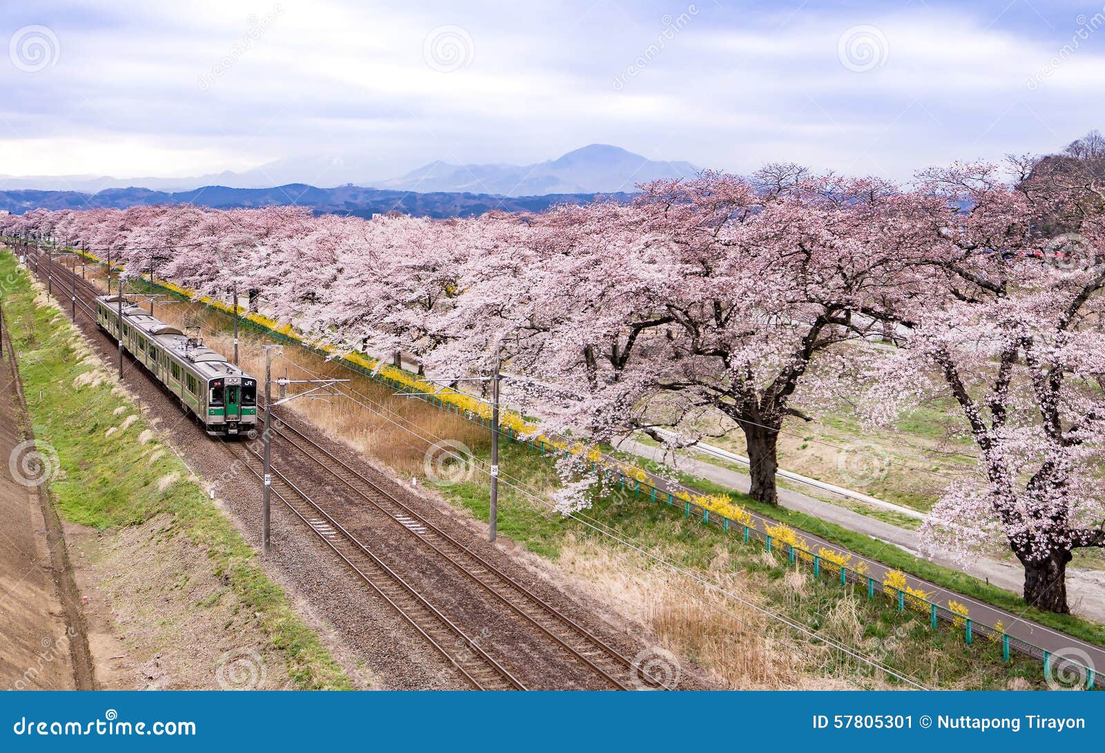 Sakura full bloom stock image. Image of sakura, blossoms - 57805301