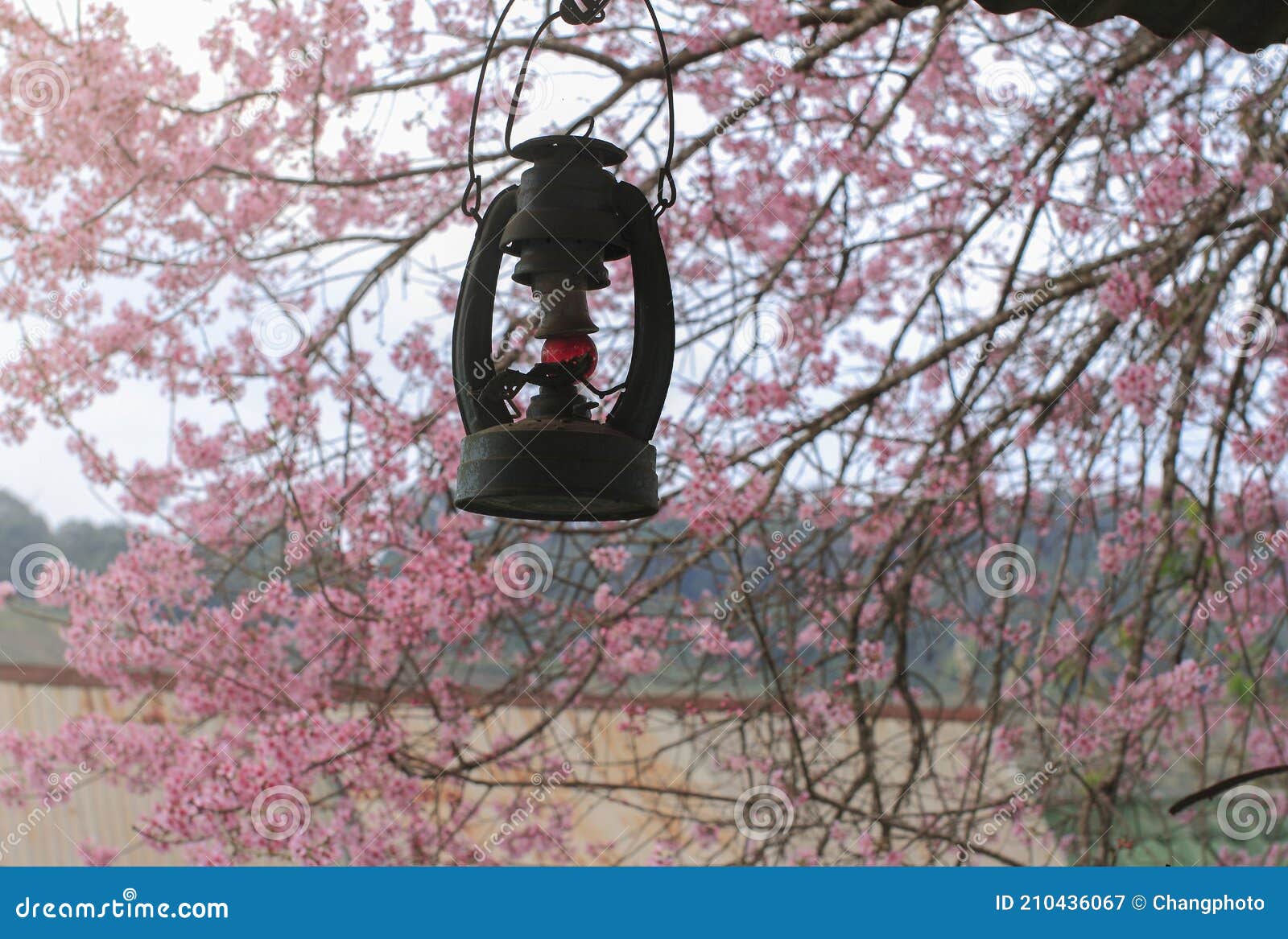 Sakura Full Bloom in Spring Season Stock Image - Image of orchard, pink ...