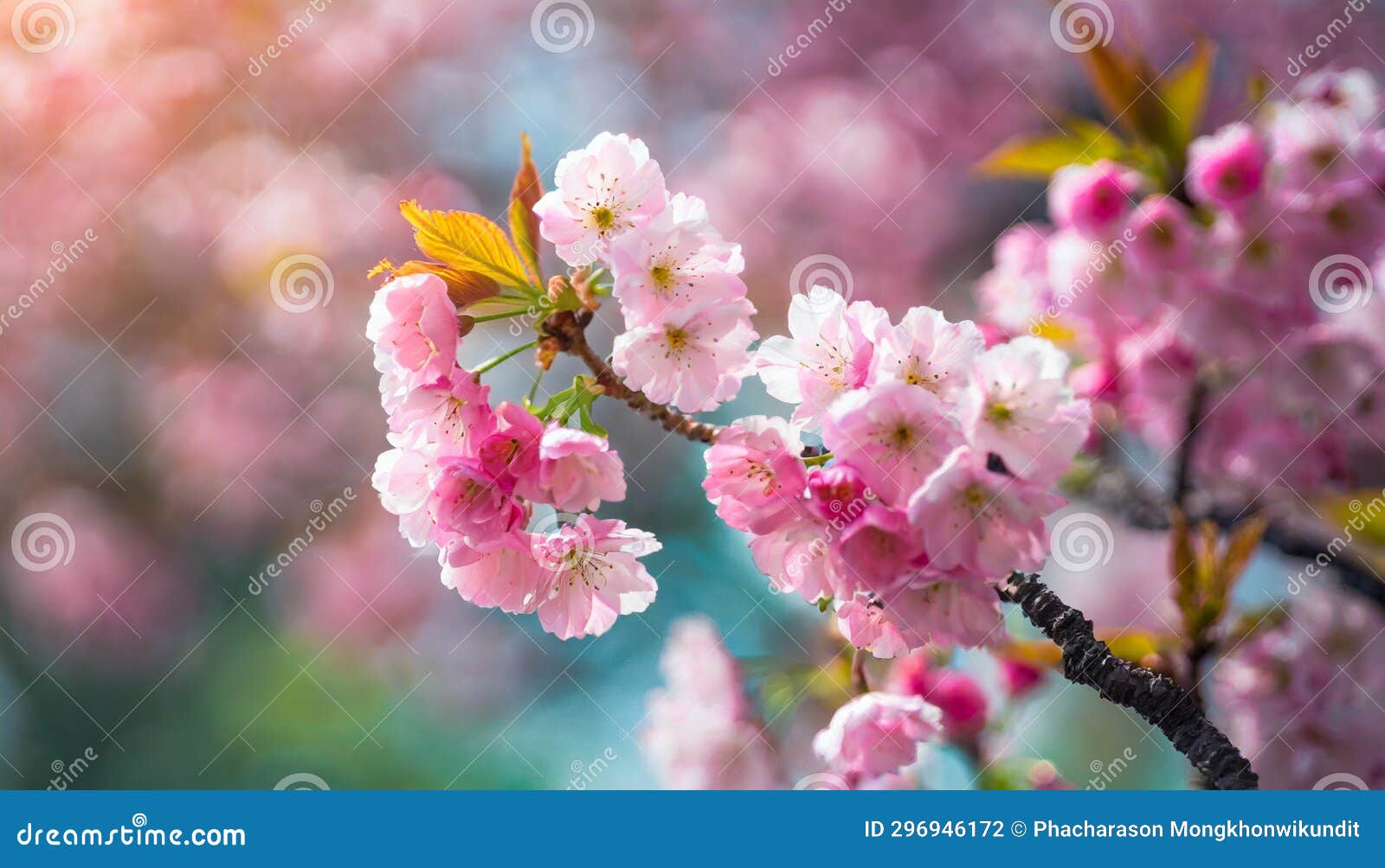 Sakura in the Garden, Beautiful, Sunlight Shining Stock Photo - Image ...