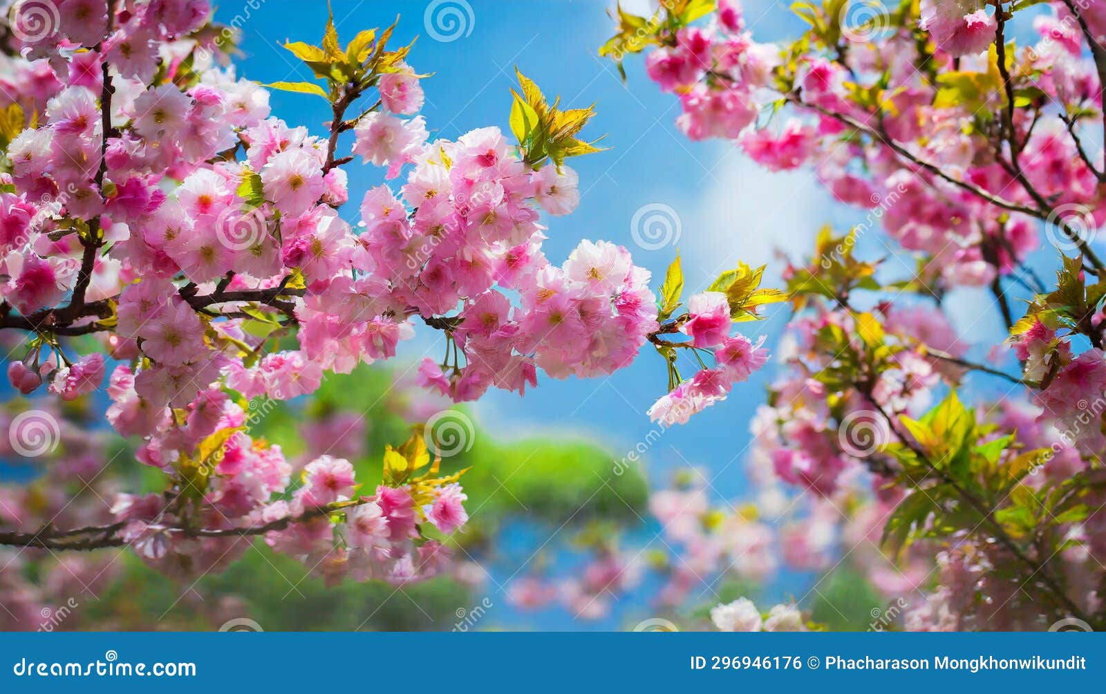 Sakura in the Garden, Beautiful, Sunlight Shining Stock Illustration ...