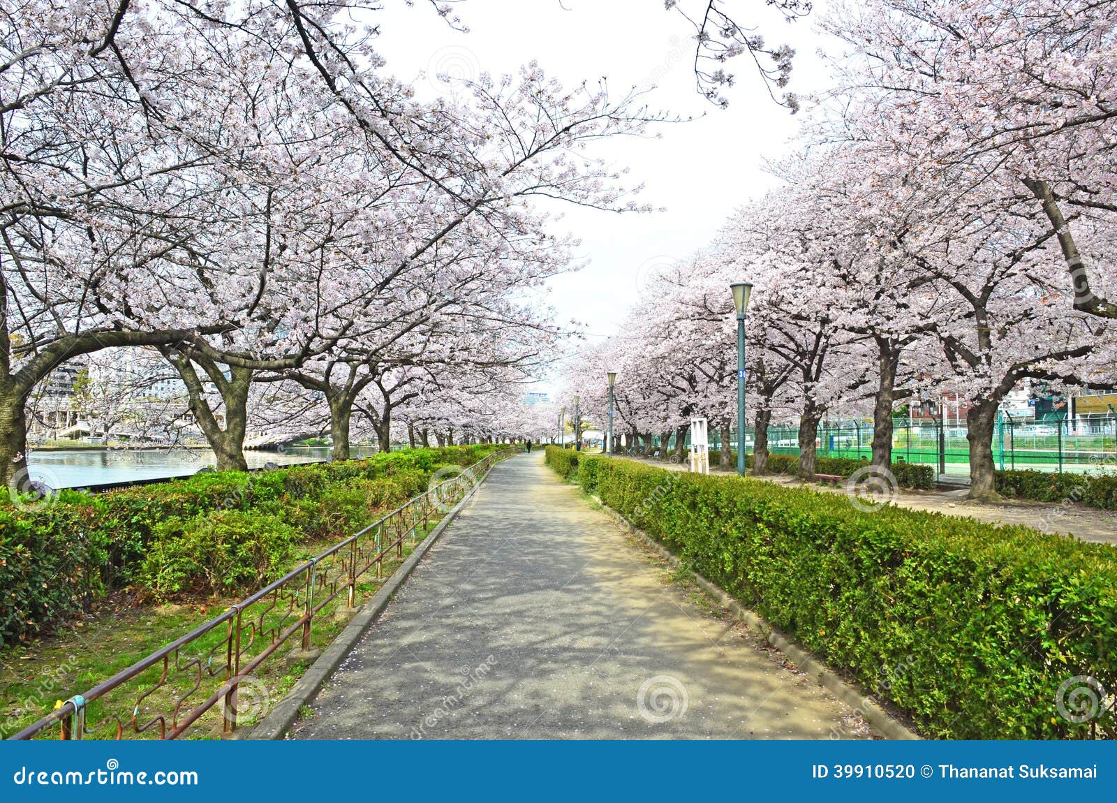 Sakura in the Garden stock photo. Image of leaf, flower - 39910520