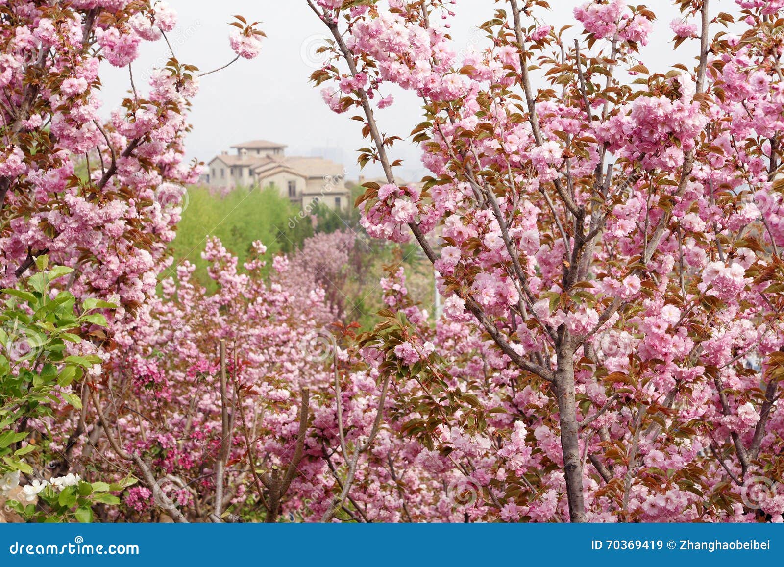 Sakura garden stock image. Image of flowering, blossom - 70369419