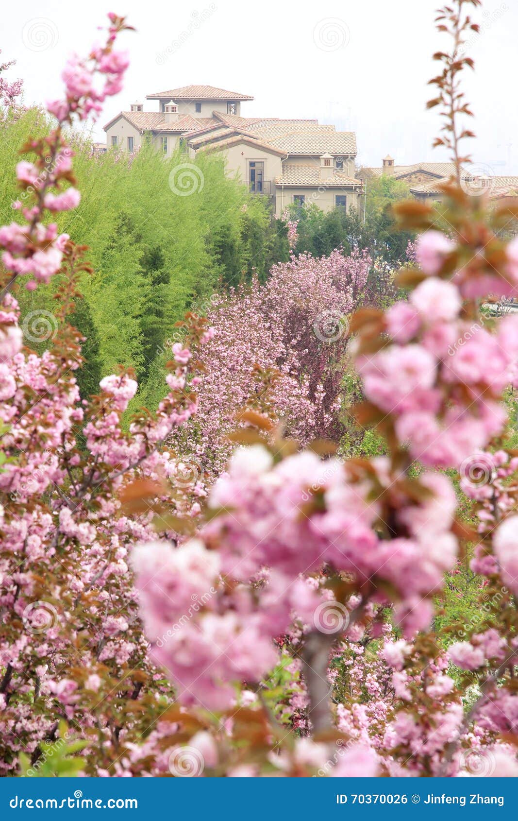 Sakura garden stock photo. Image of flowers, sakura, scenic - 70370026