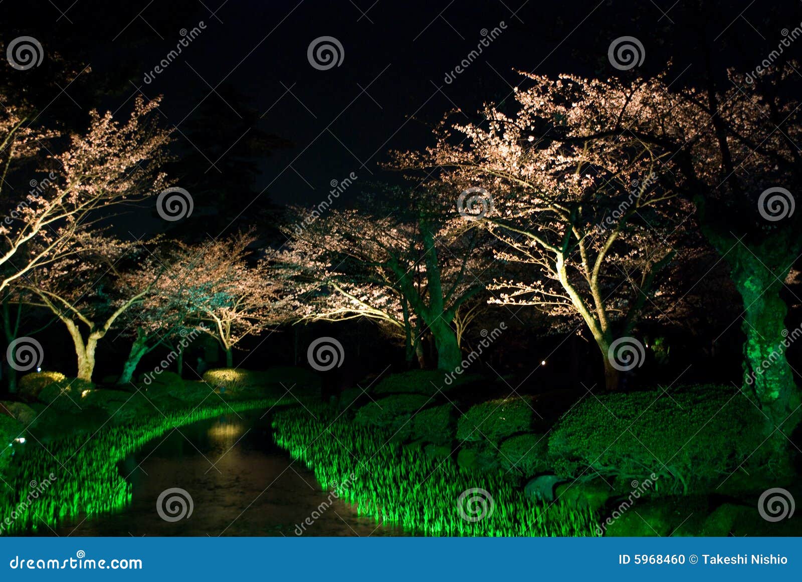 Sakura the Japanese Cherry at Night Stock Photo - Image of lighting ...