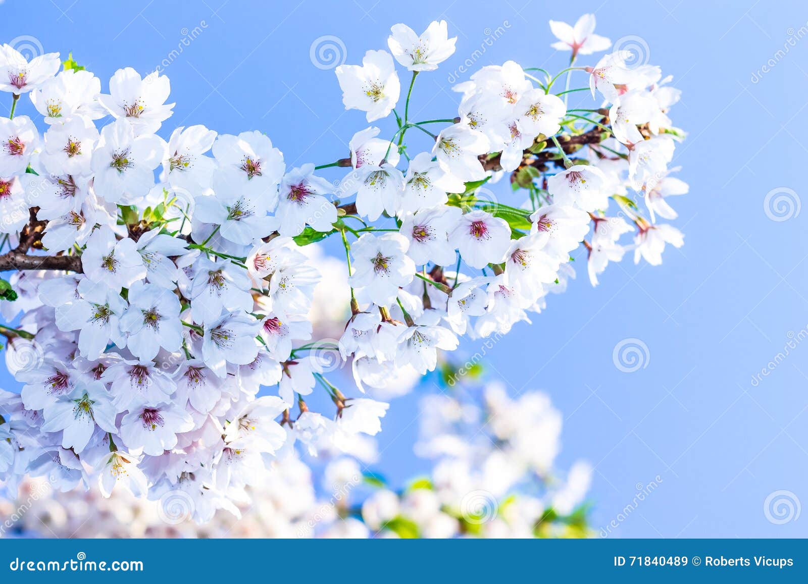 Sakura stock image. Image of blue, blossom, garden, trees - 71840489